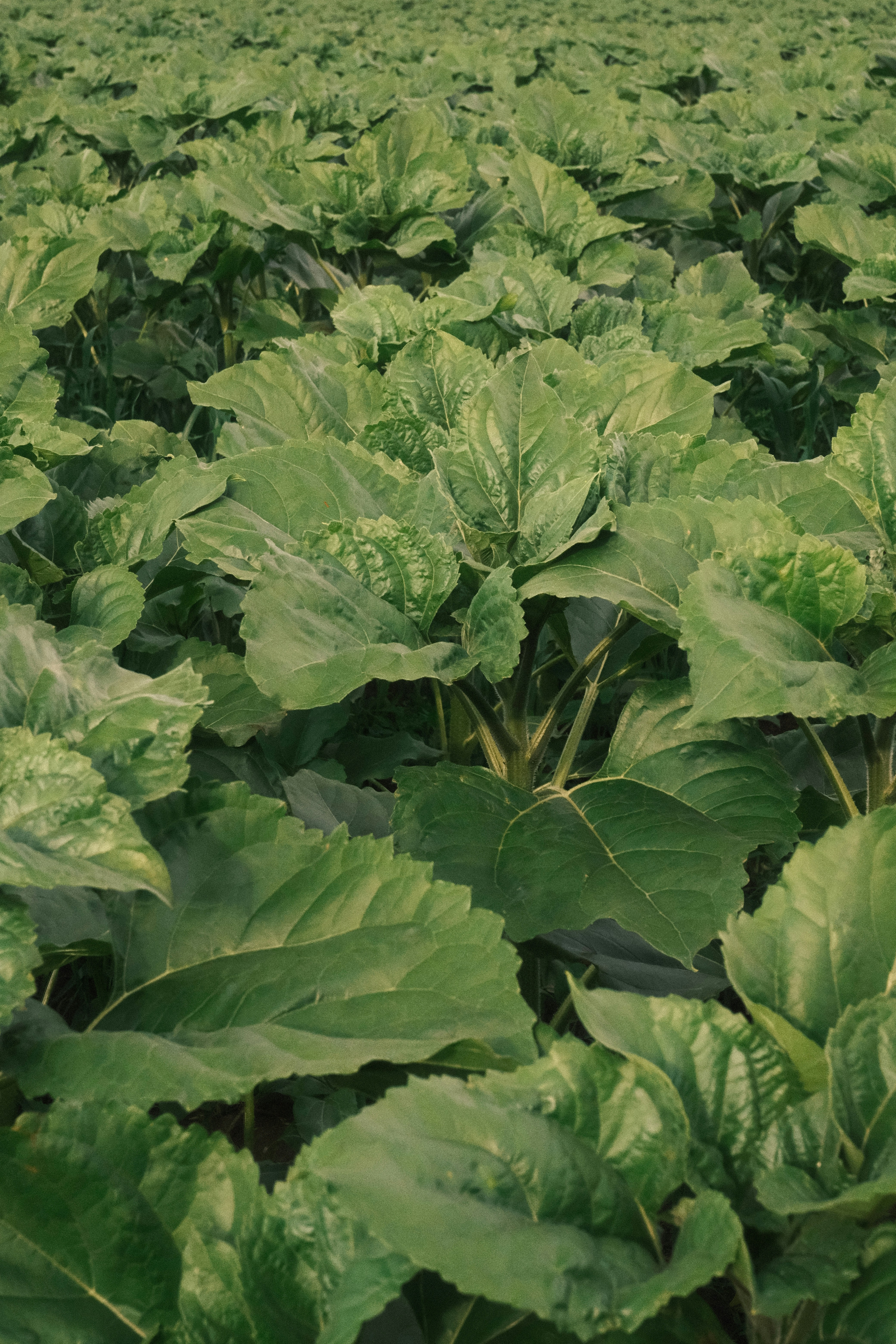 Large sunflower leaves fill the view.