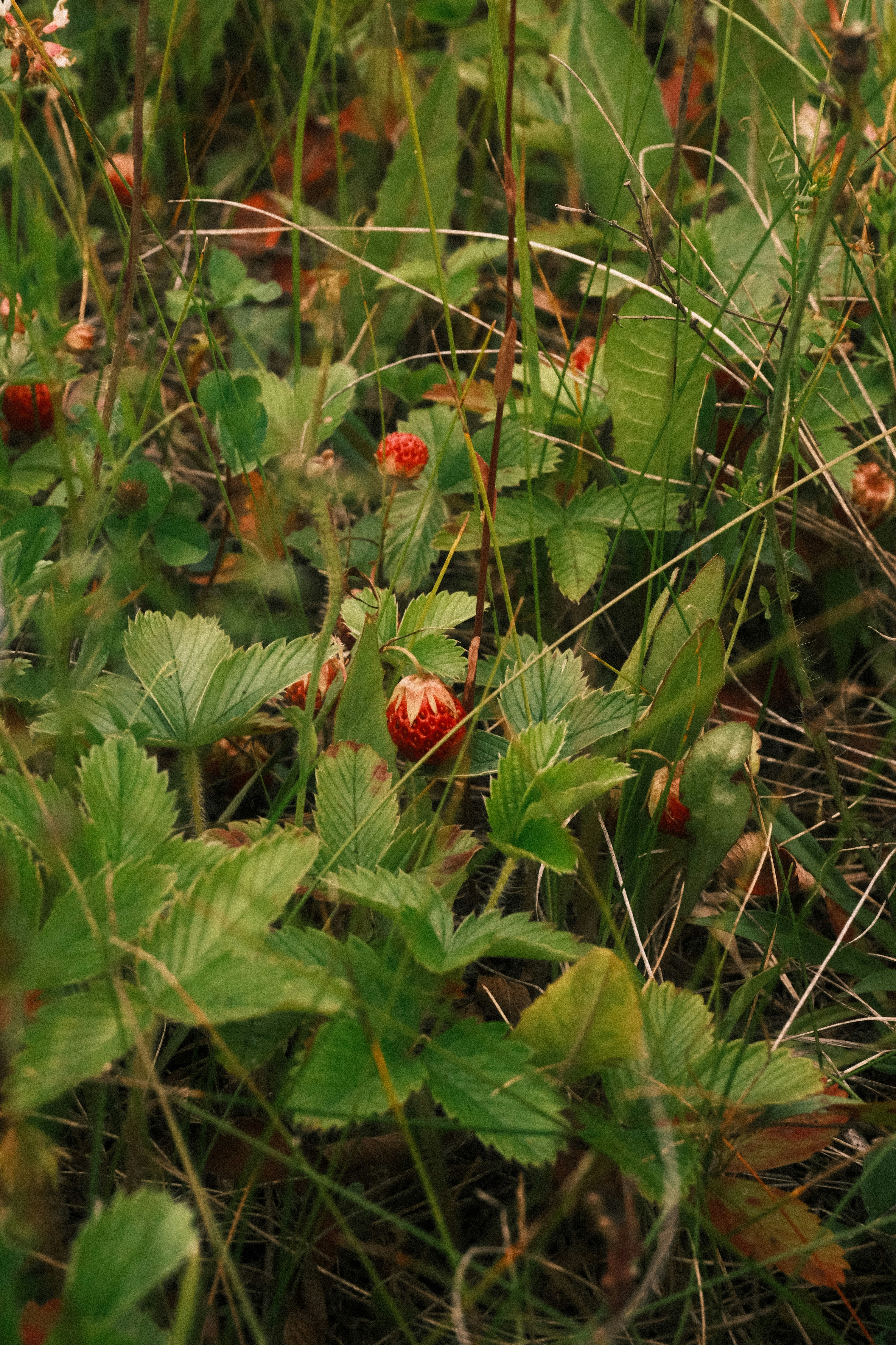Red Berry in the Understory: A Close-Up Among Strawberry Leaves and Grasses