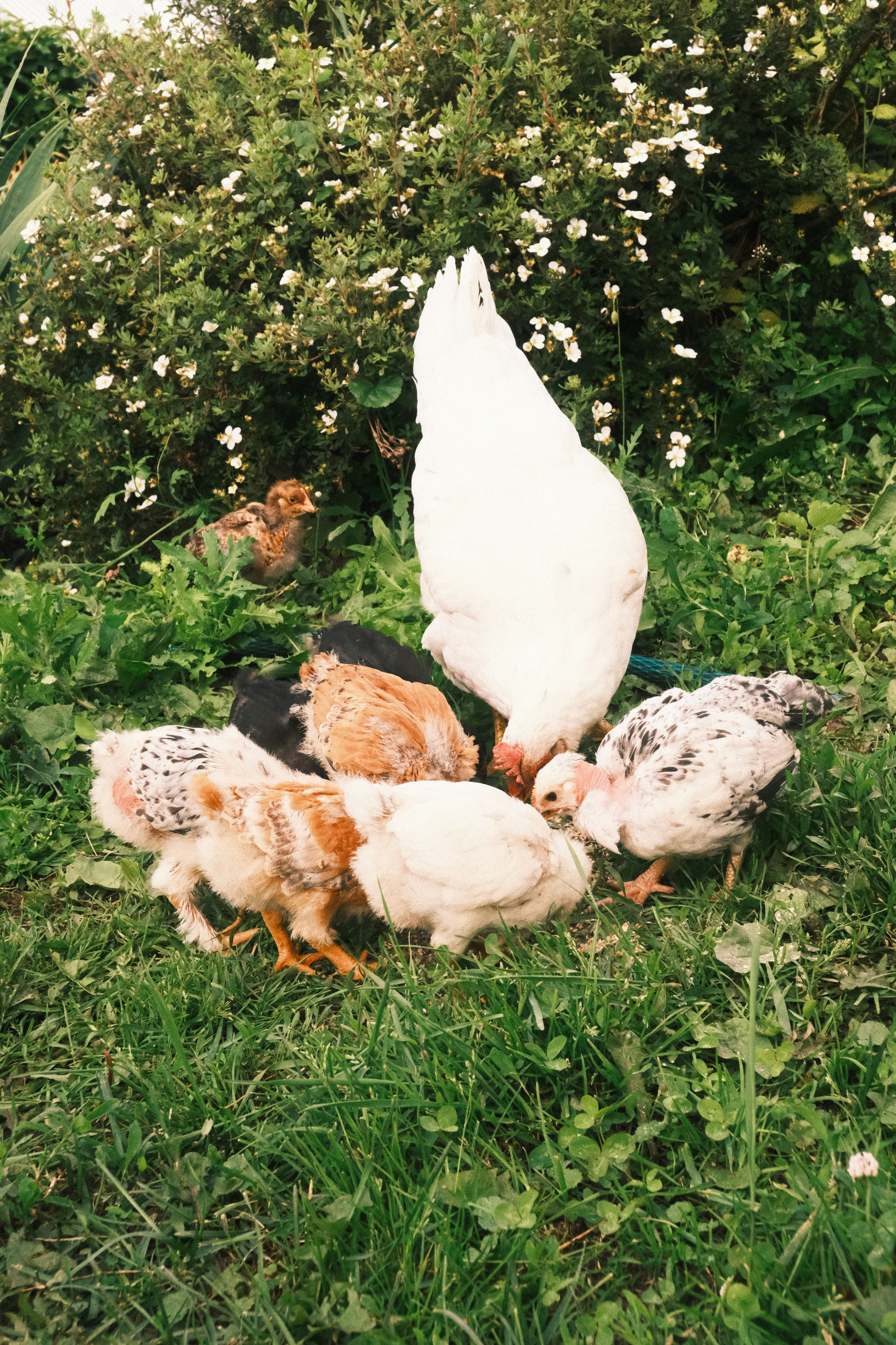 Chickens and chicks foraging together in a lush green setting, surrounded by blooming flowers.