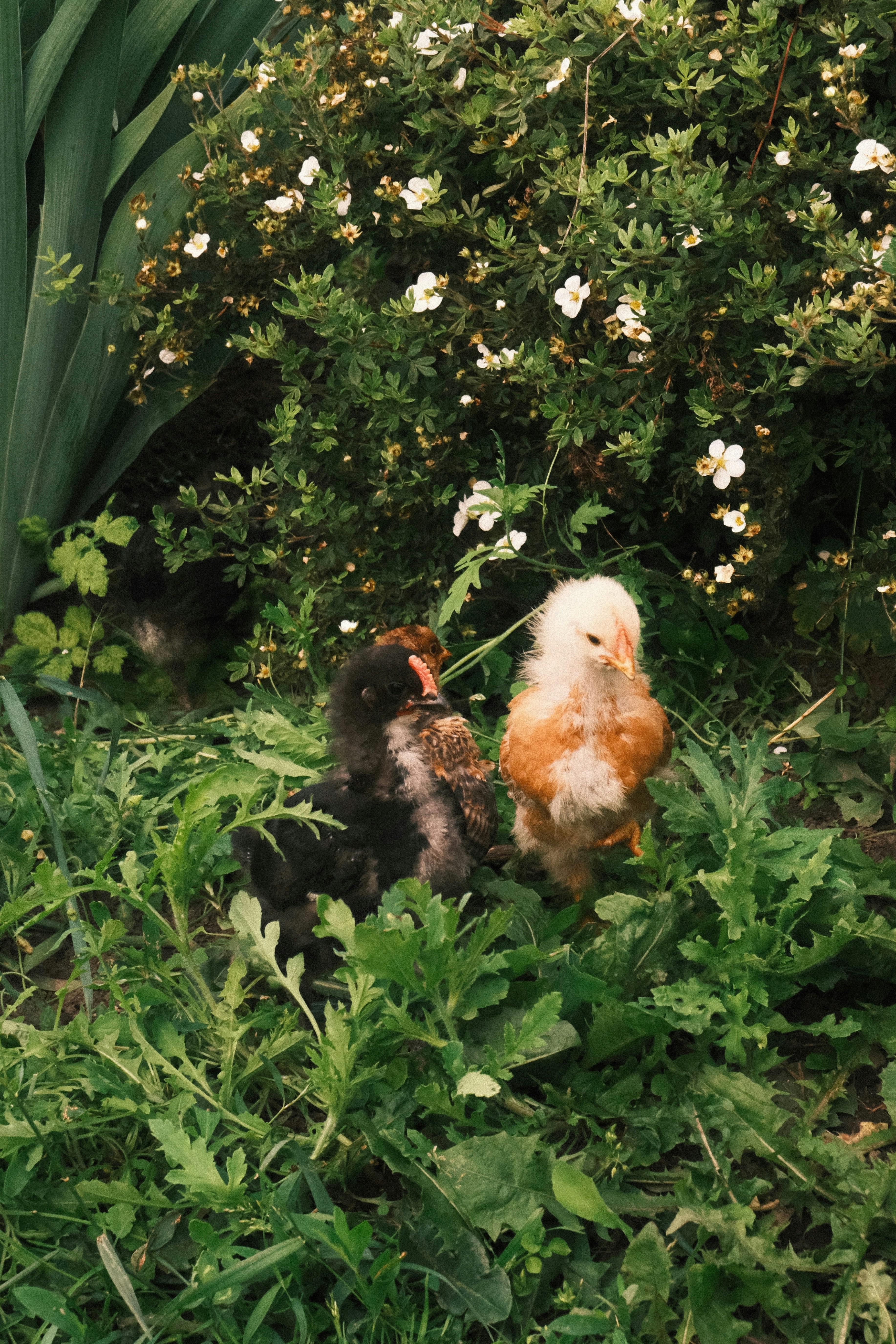 Amber and Onyx Among White Florals
