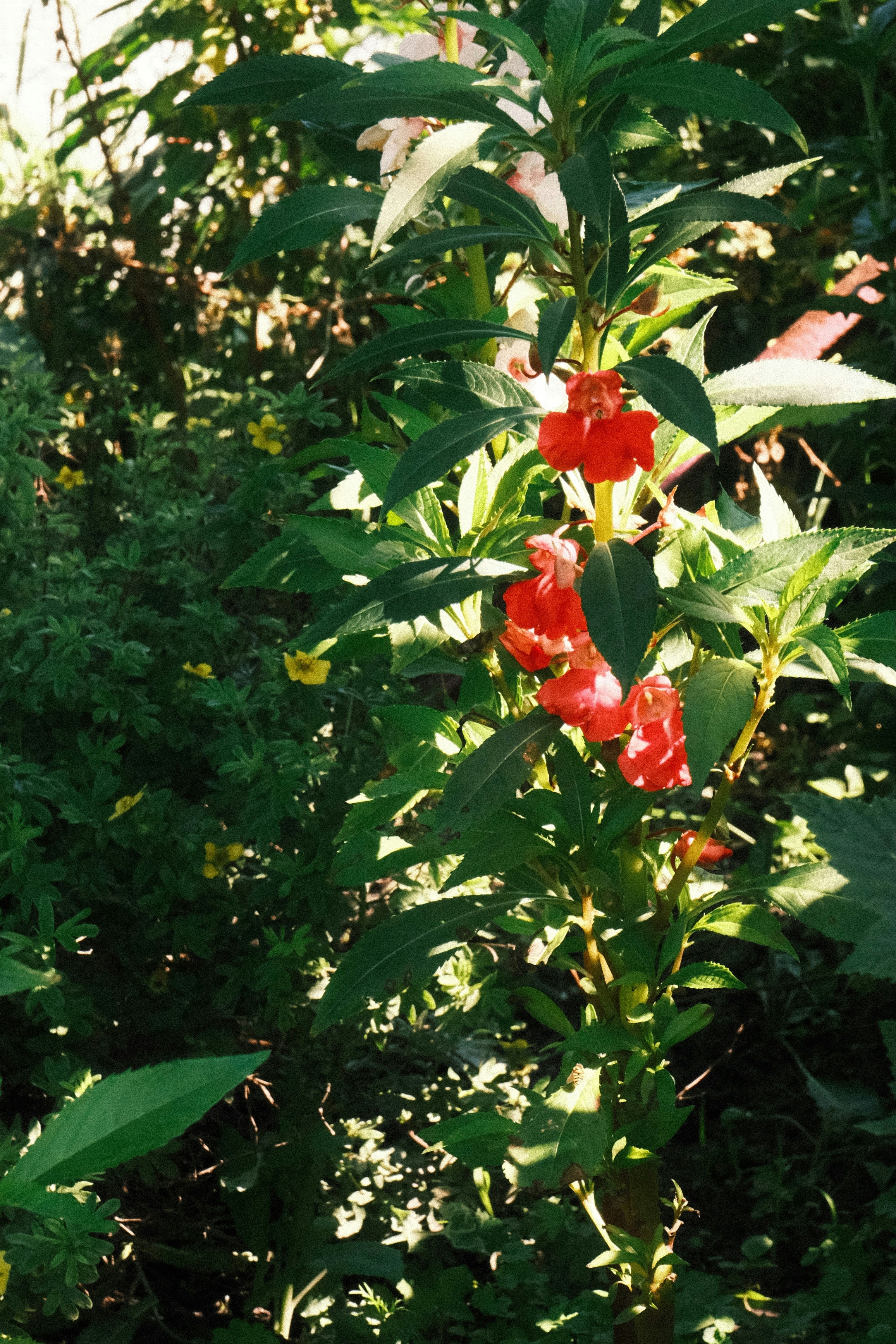 Crimson Salvia Burst Amid Sunlit Greenery