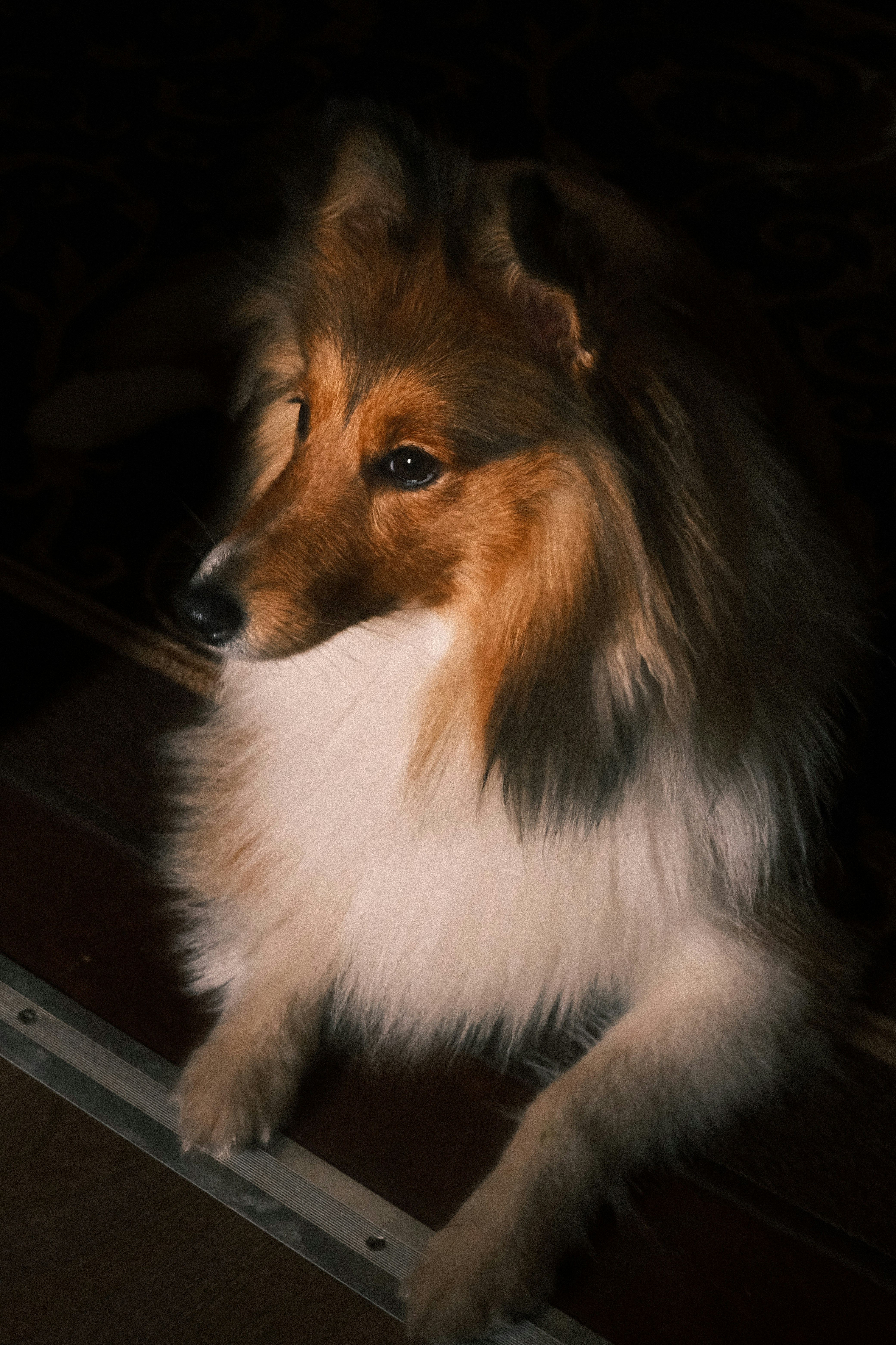 The Gentle Watcher