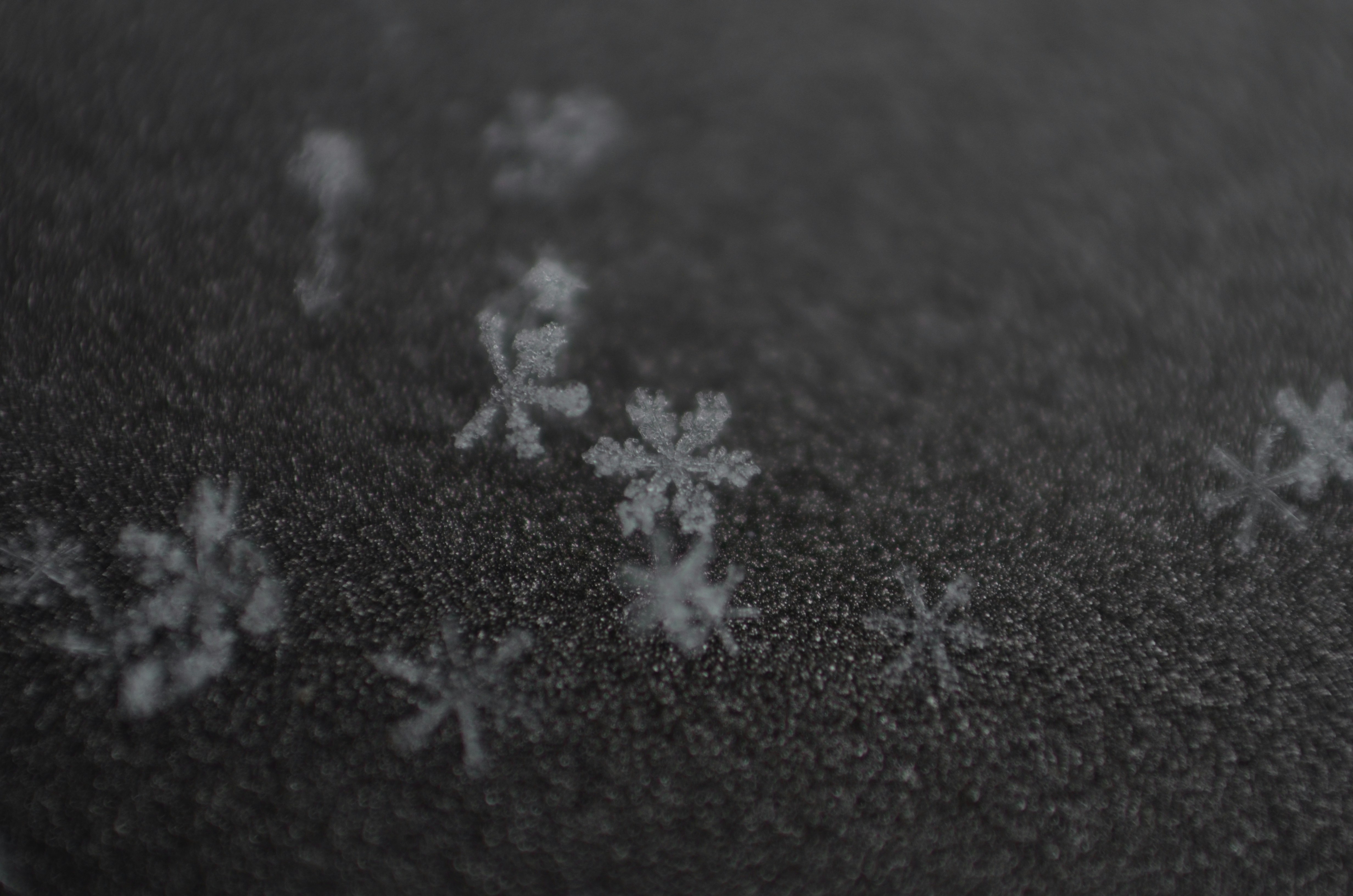 Frosty Flora: Ice Crystal Dancers on a Dark Canvas