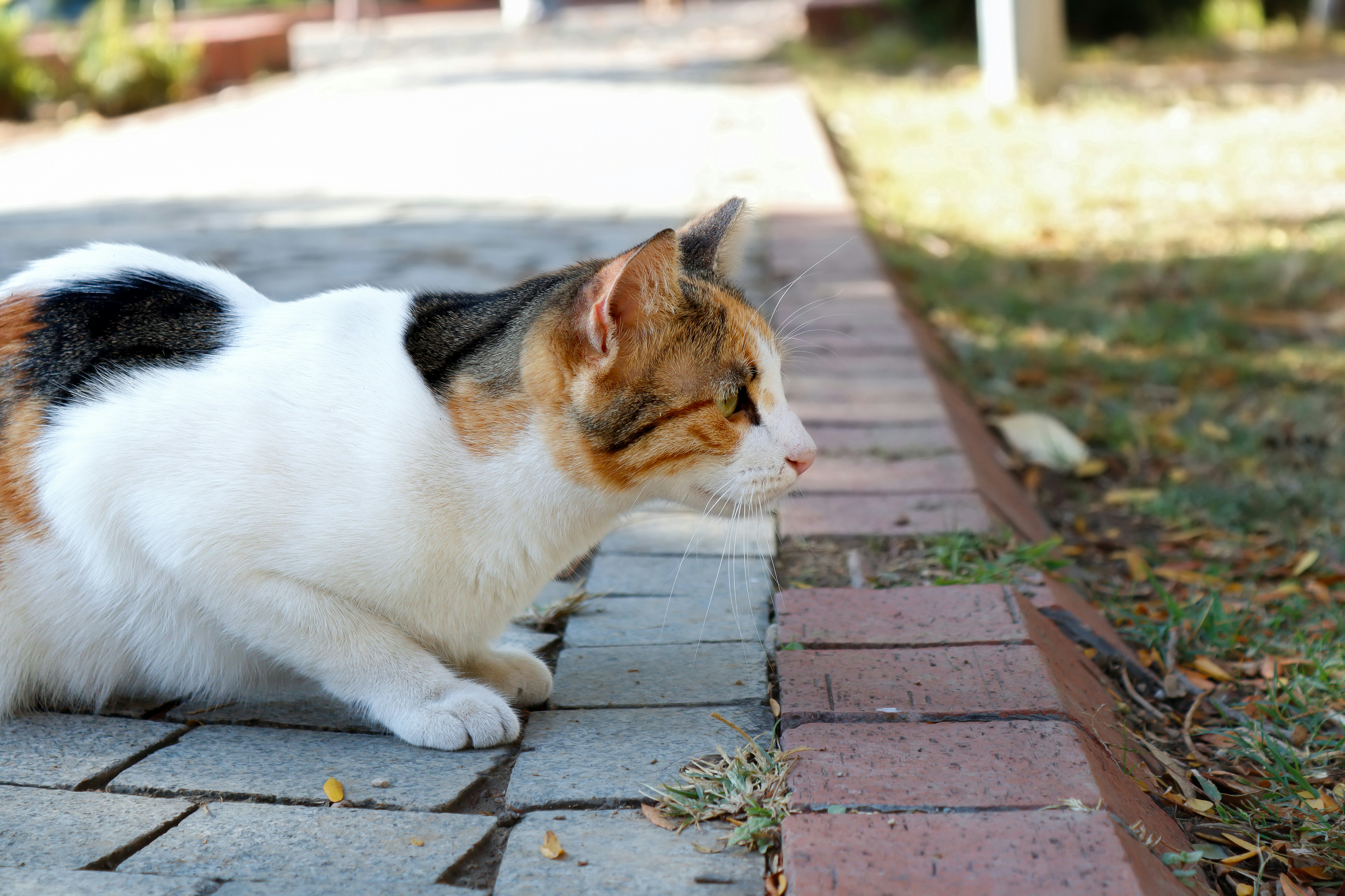 Calico at the Edge: A Quiet Brick-Side Moment