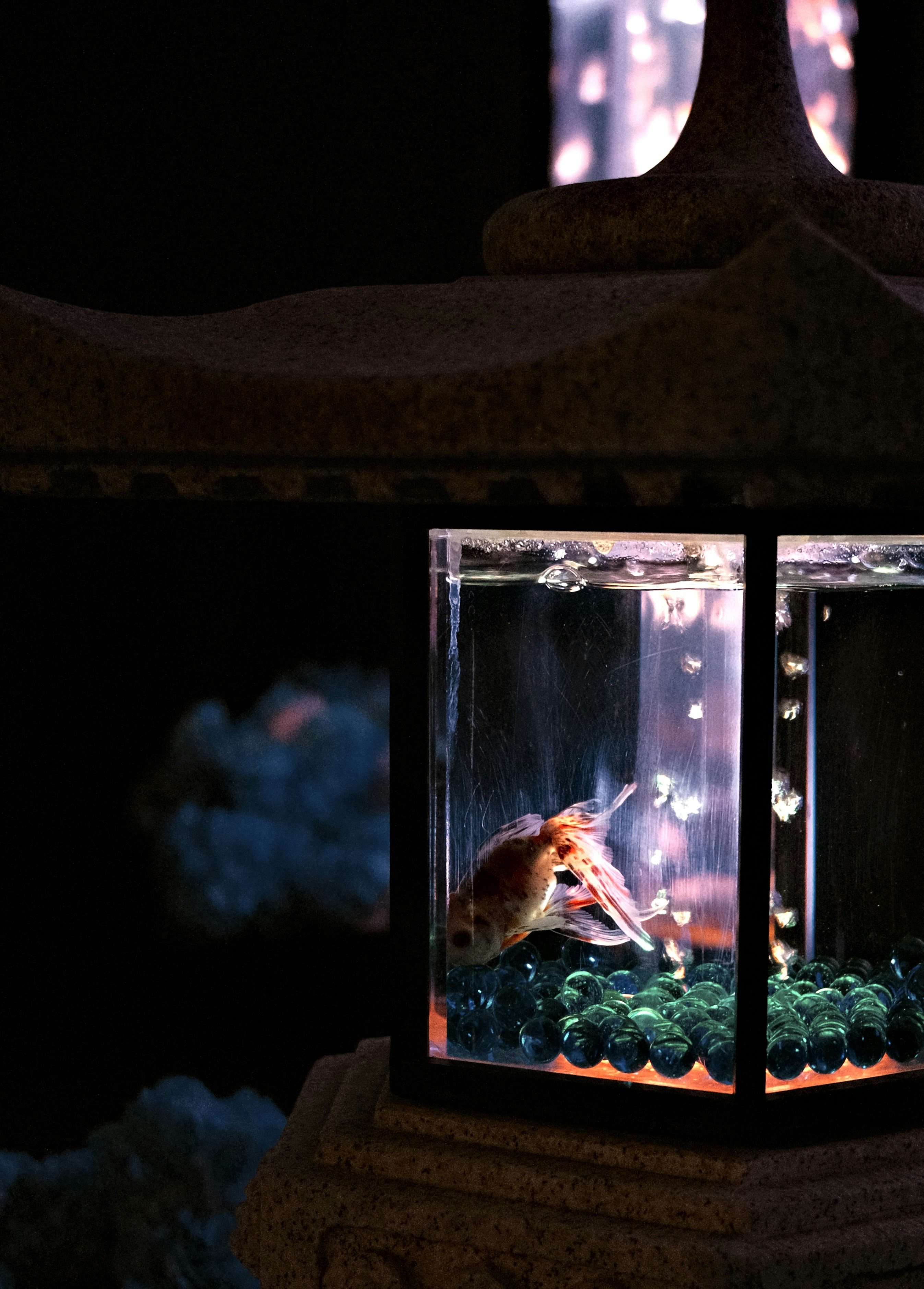 Ember-Lit Koi in a Glass Lantern