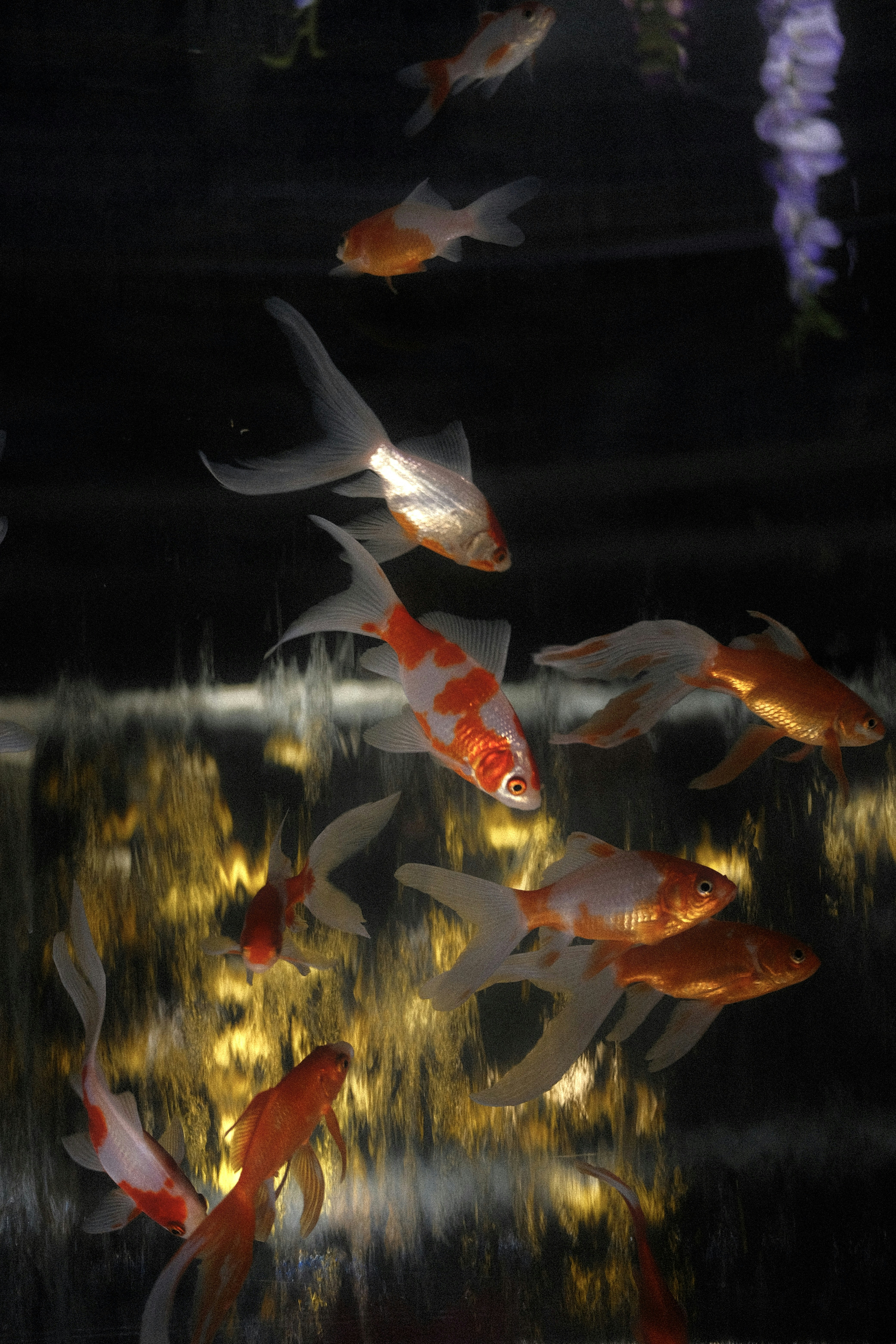 A lively school of goldfish gracefully swimming amidst shimmering reflections in a tranquil aquarium.