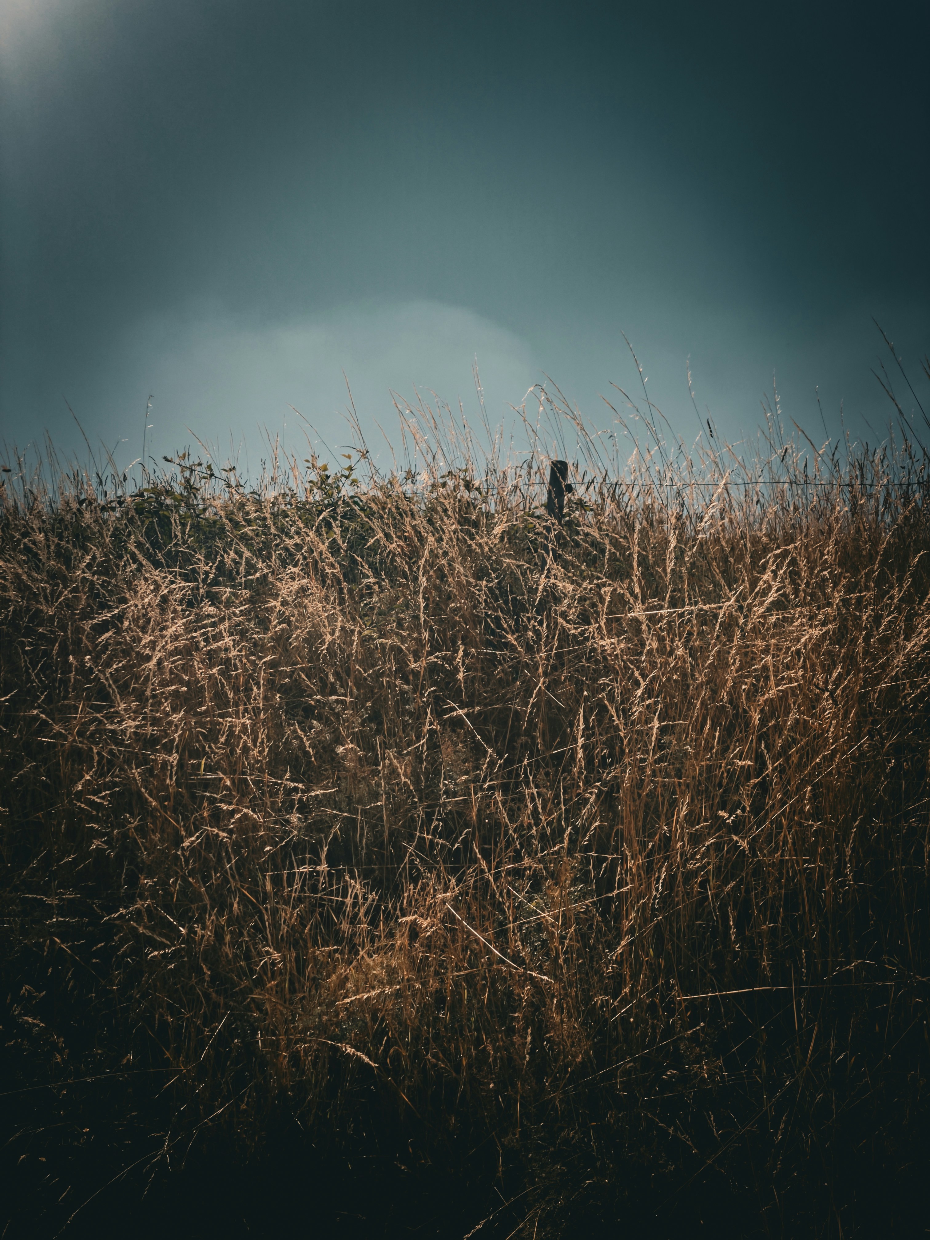 A lone figure stands amidst tall, golden grass under a moody sky, evoking a sense of solitude and contemplation.