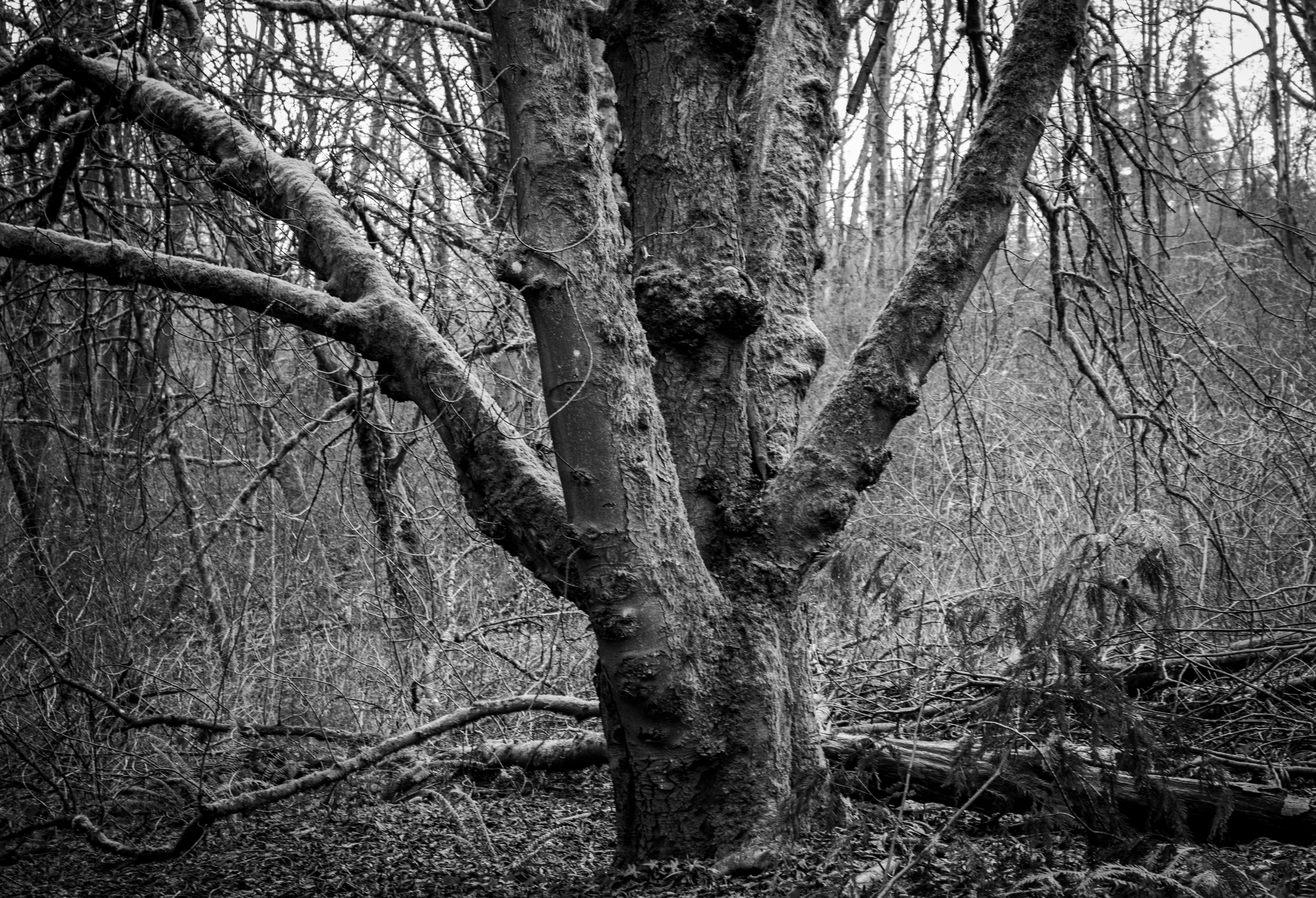 A stark tree stands amidst a bare forest. photo – Free Forest Image on ...