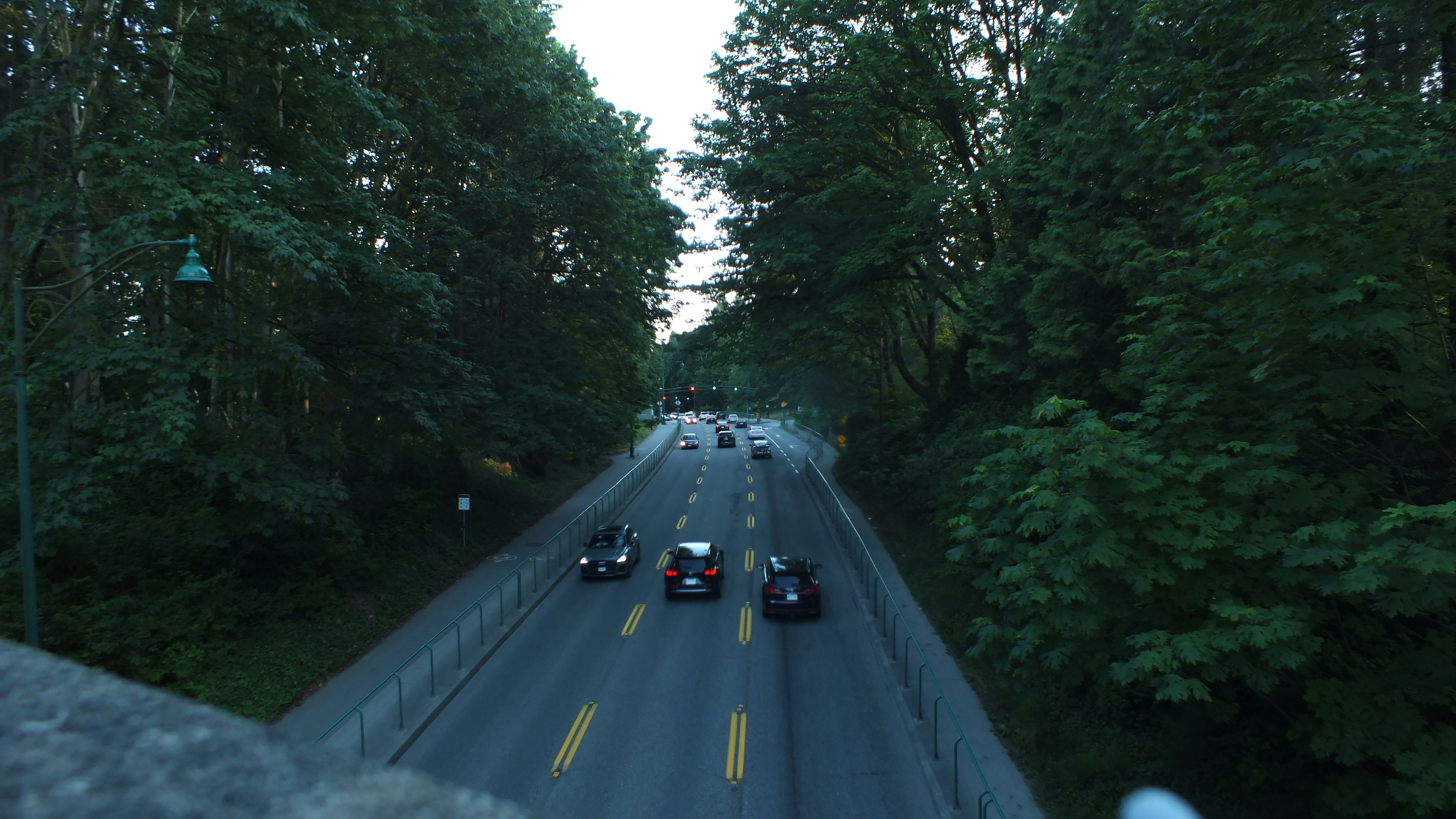 Green Corridor: Traffic Unspooling Beneath a Canopy of Trees
