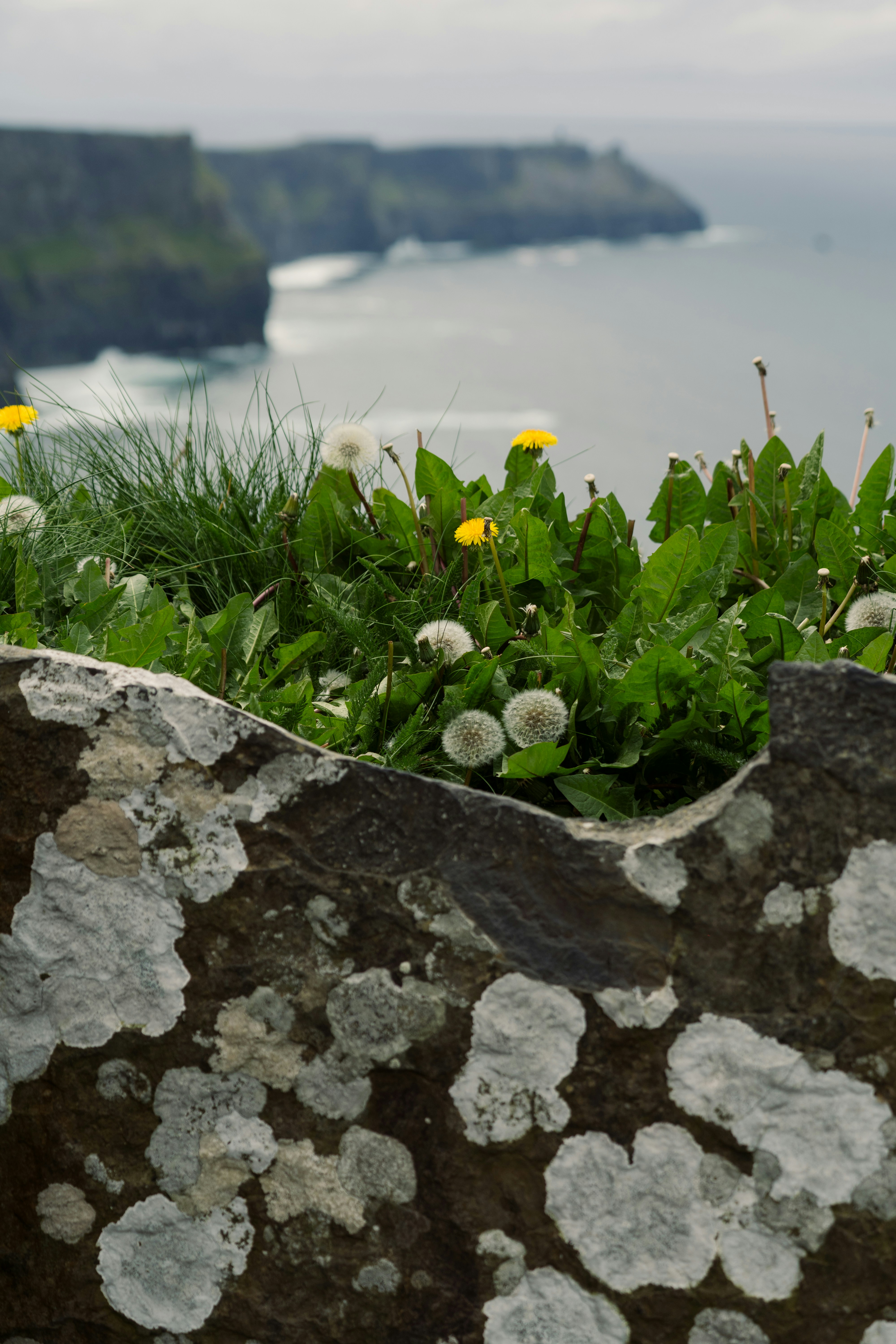 Vibrant wildflowers and lush greenery frame a dramatic coastal view, where cliffs meet the calm sea under a cloudy sky.
