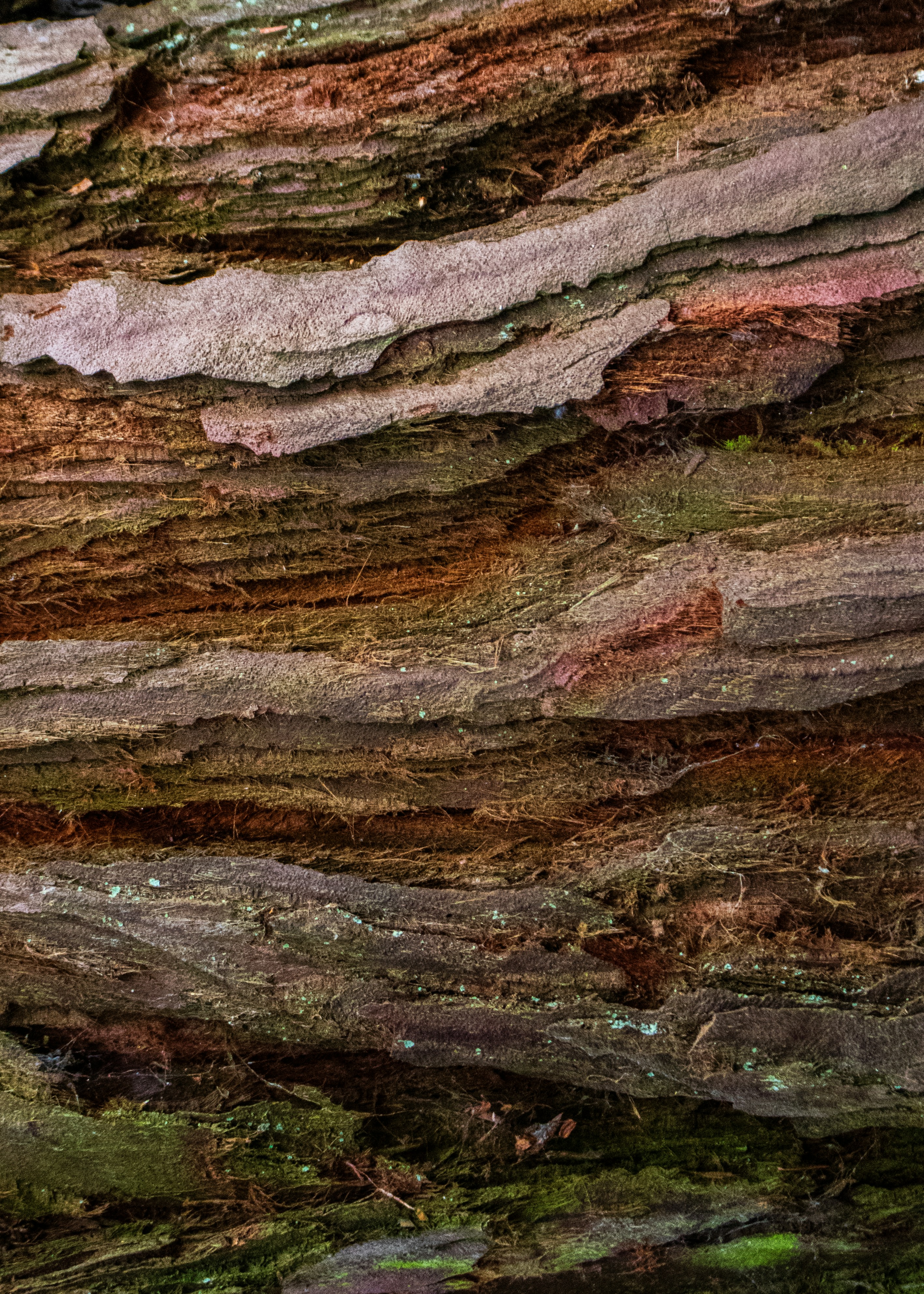 Close-up of a weathered tree trunk displaying intricate layers of bark and moss. The natural patterns evoke a sense of organic artistry.