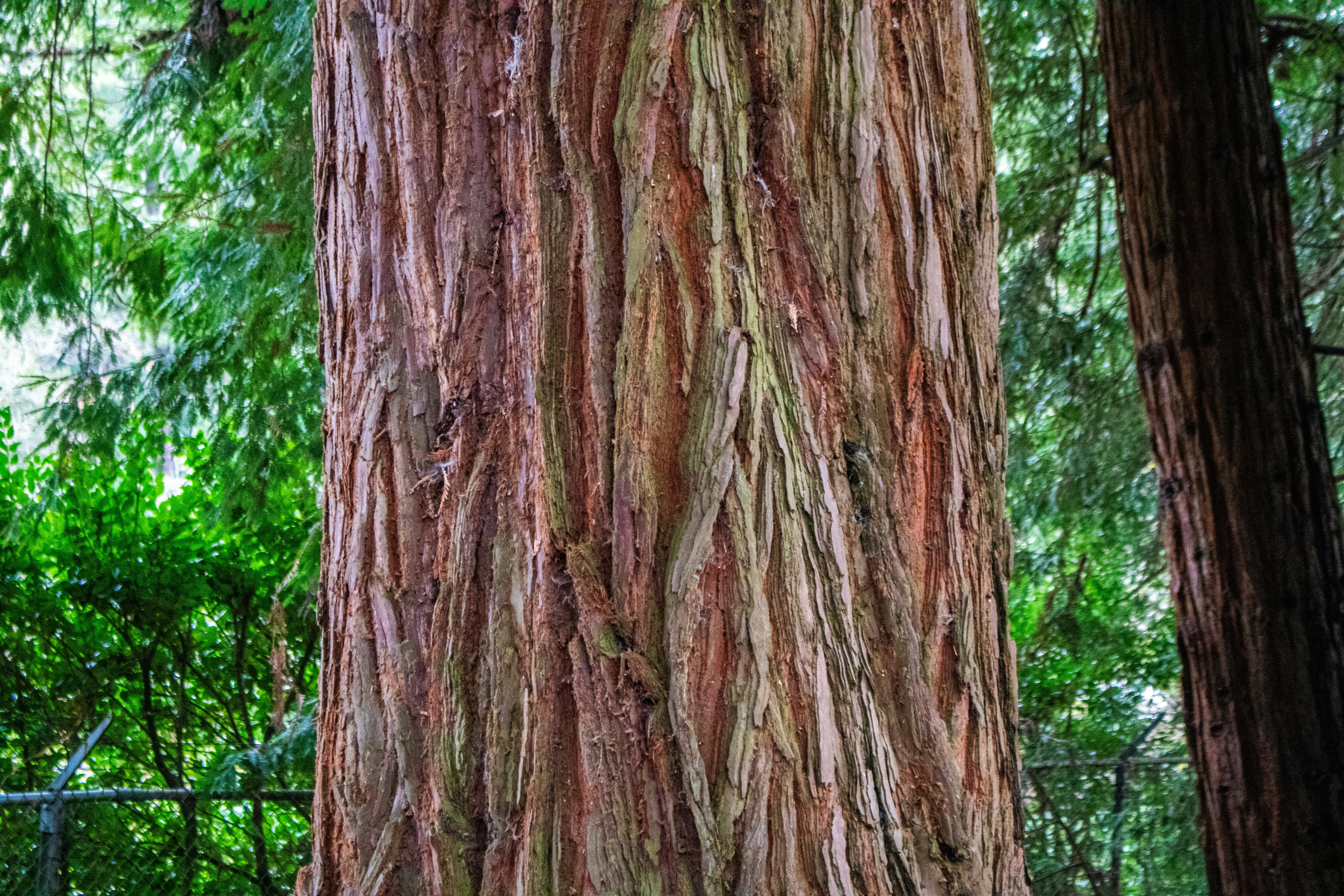 Rugged Trunk, Quiet Green: A Close-Up Study of Bark Texture.