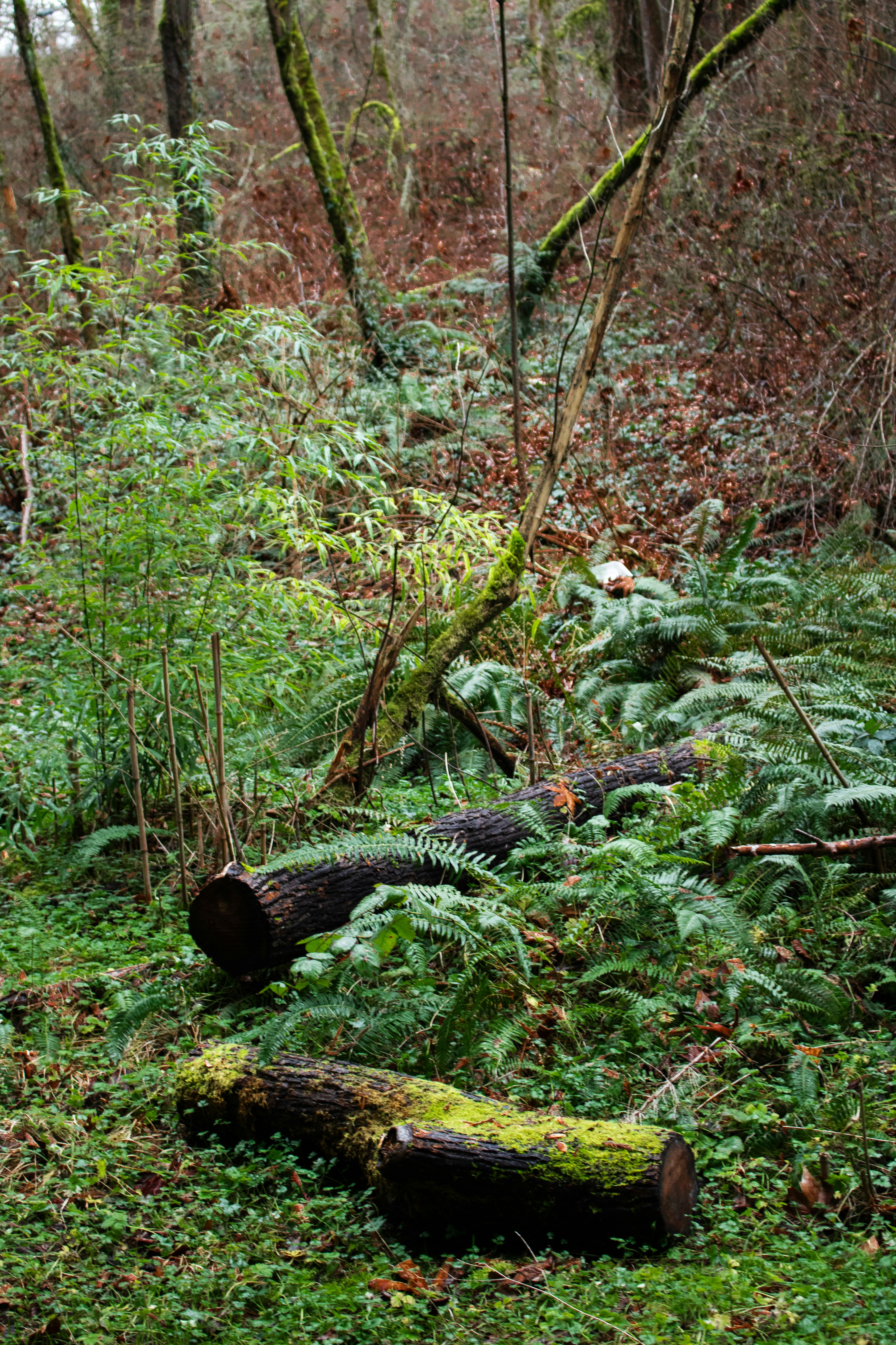 Green Velvet on Fallen Logs in a Fern-Understory