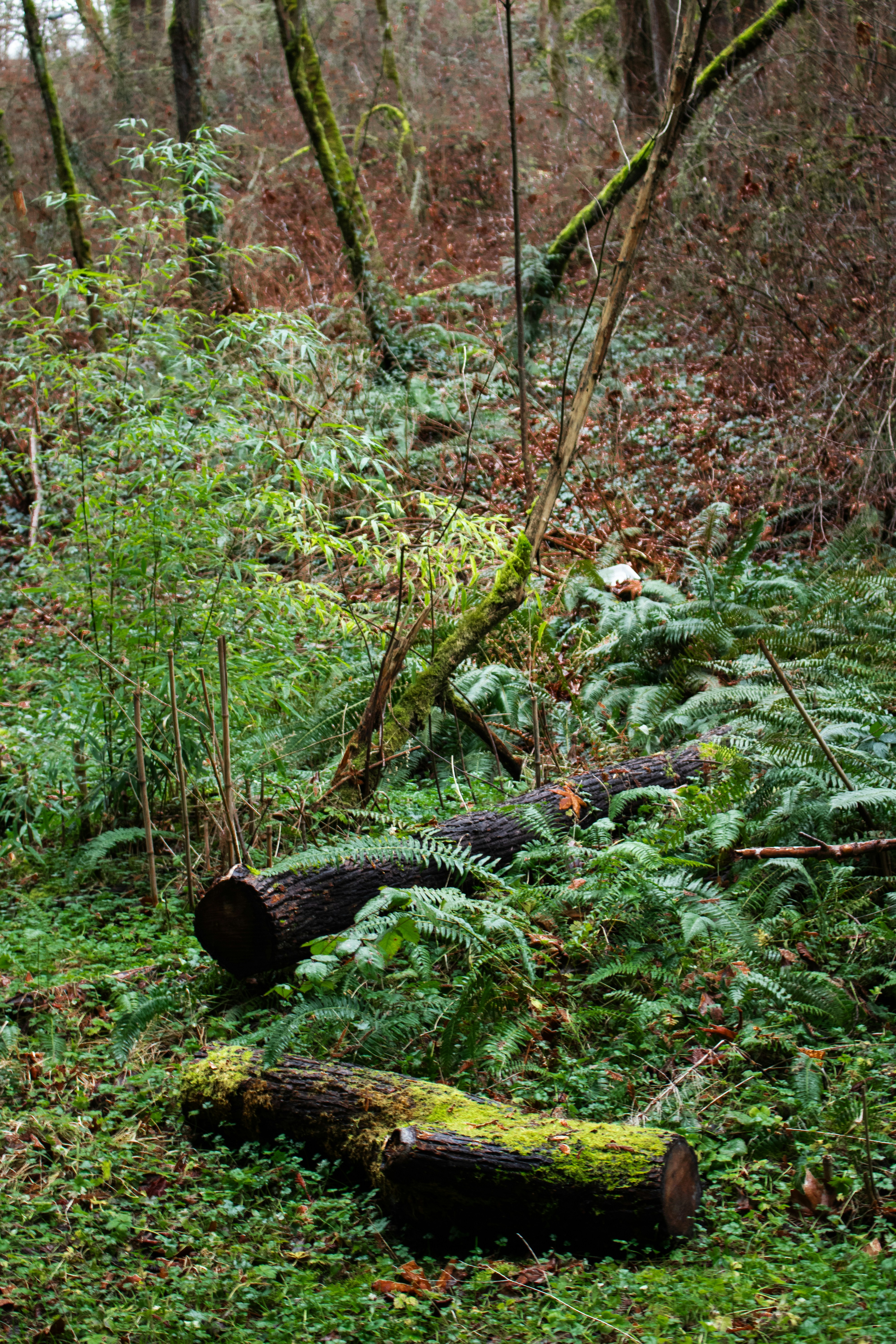 Whispers of the Forest Floor