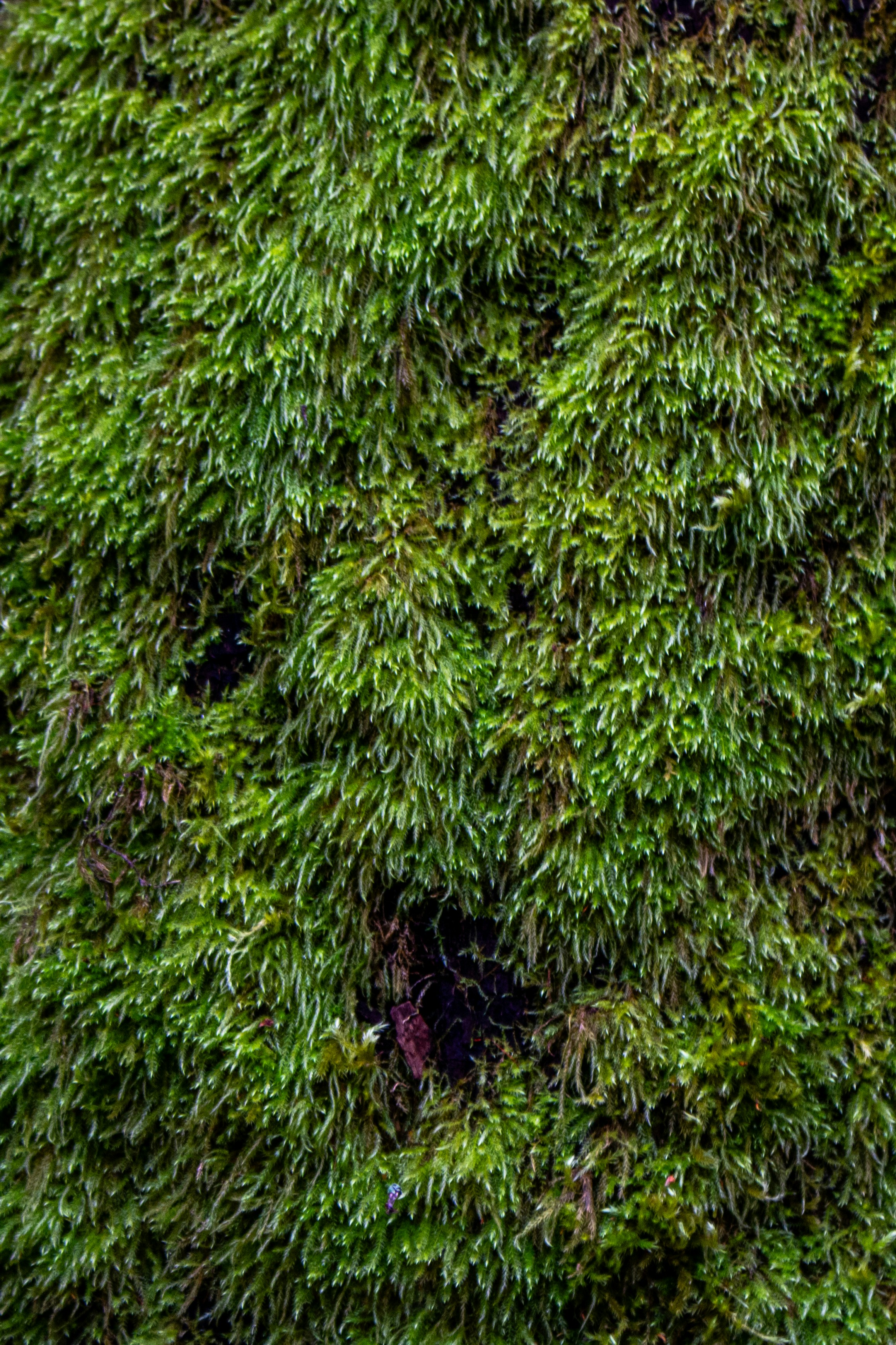 A close-up of a tree trunk completely covered in vibrant, lush green moss. | Close-up of vibrant green moss.