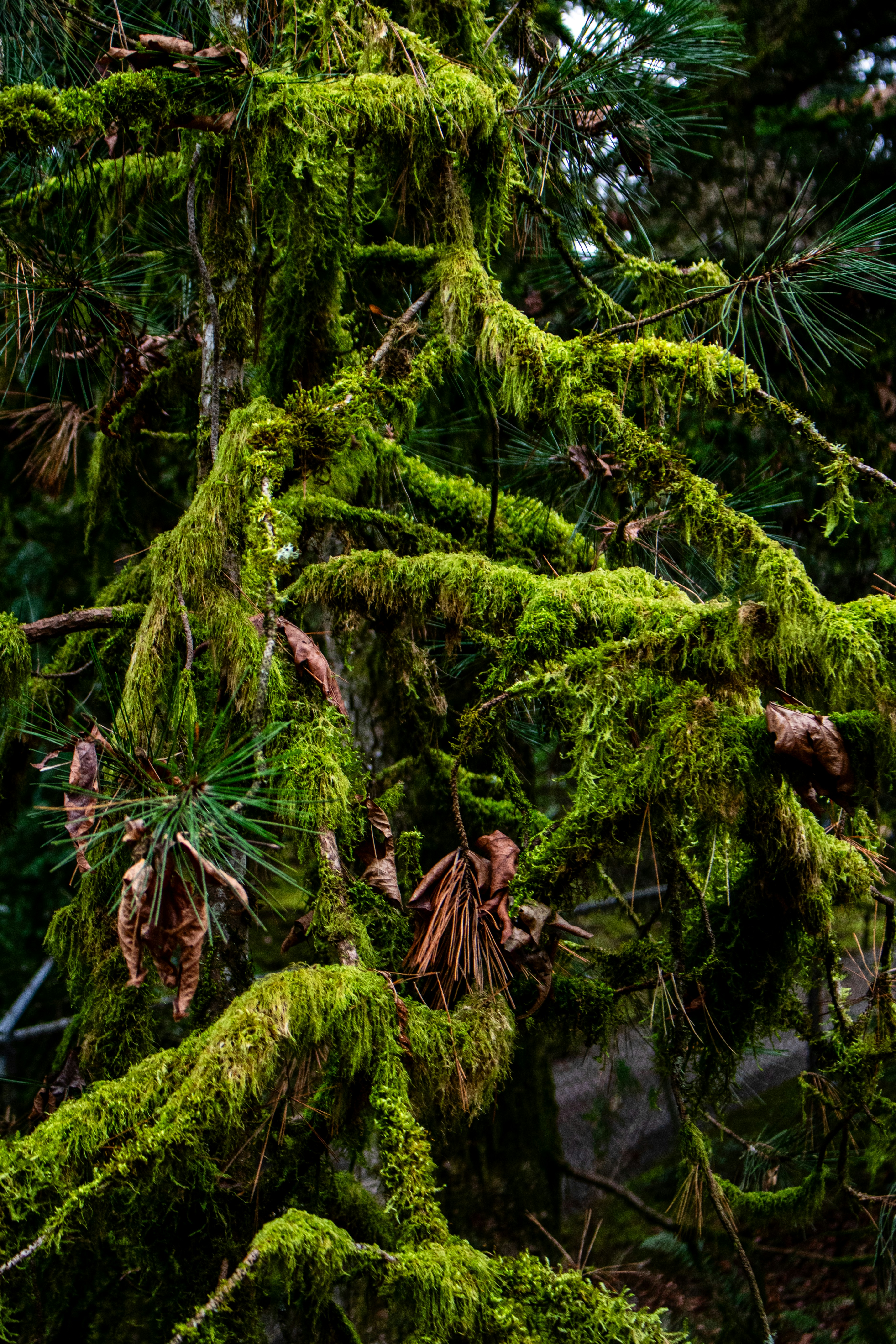Intricate moss-covered branches intertwine with dried leaves, showcasing the beauty of nature's decay and renewal.