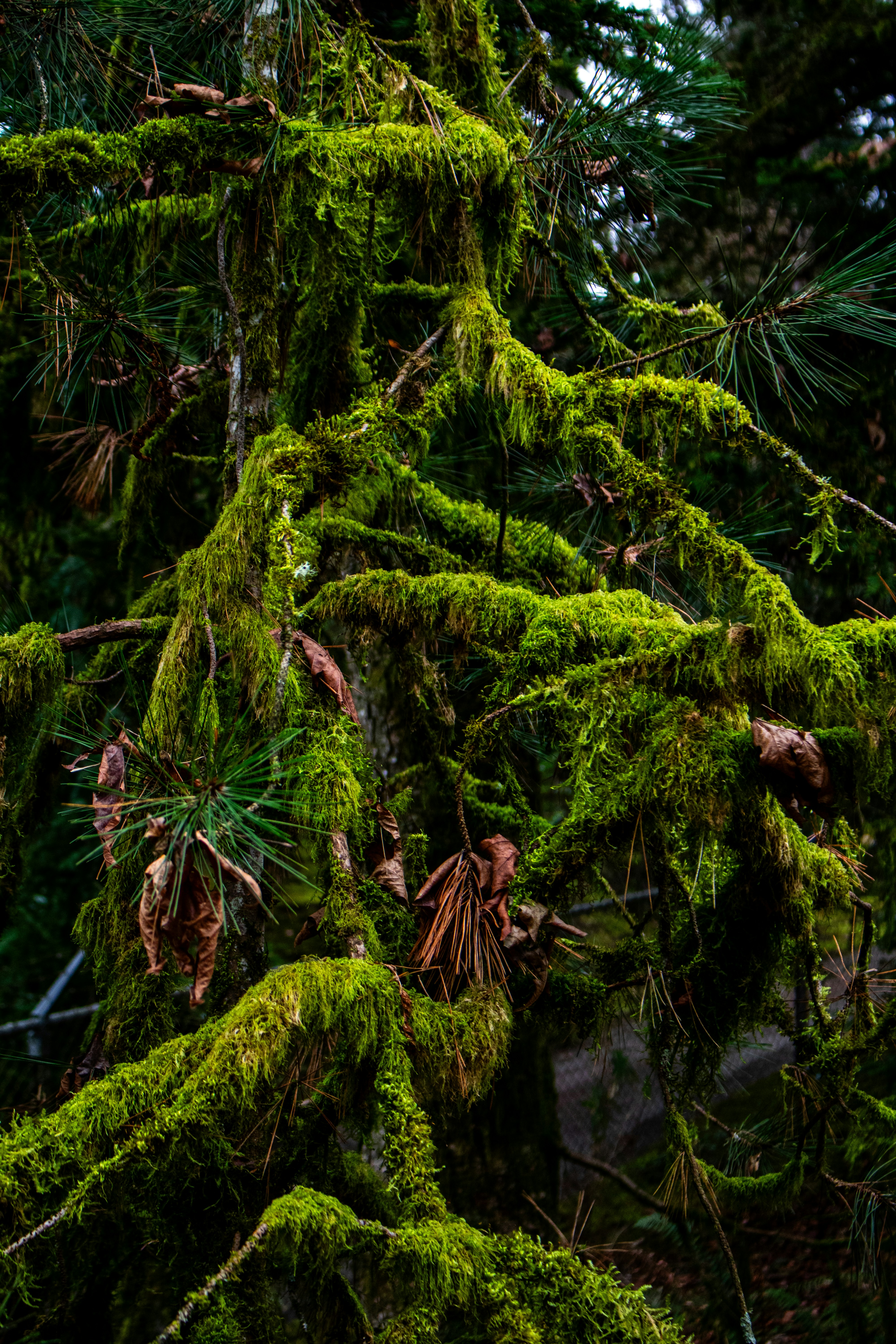 A close-up view of tree branches densely covered in vibrant green moss, set in a moist forest environment. | Lush green moss covers a tree's branches.