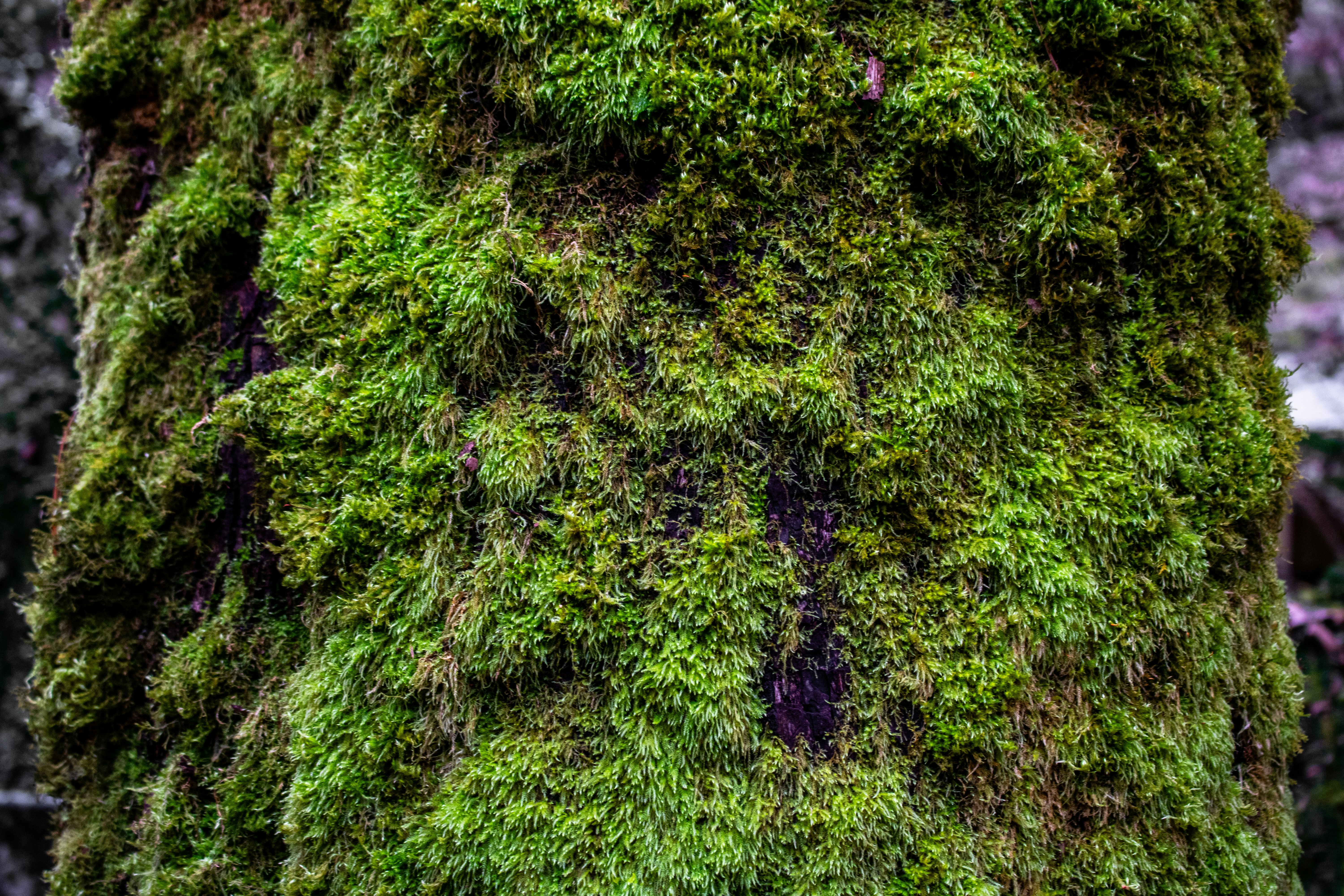 A close-up of a tree trunk completely covered in vibrant, lush green moss. | Lush green moss grows on a tree trunk.