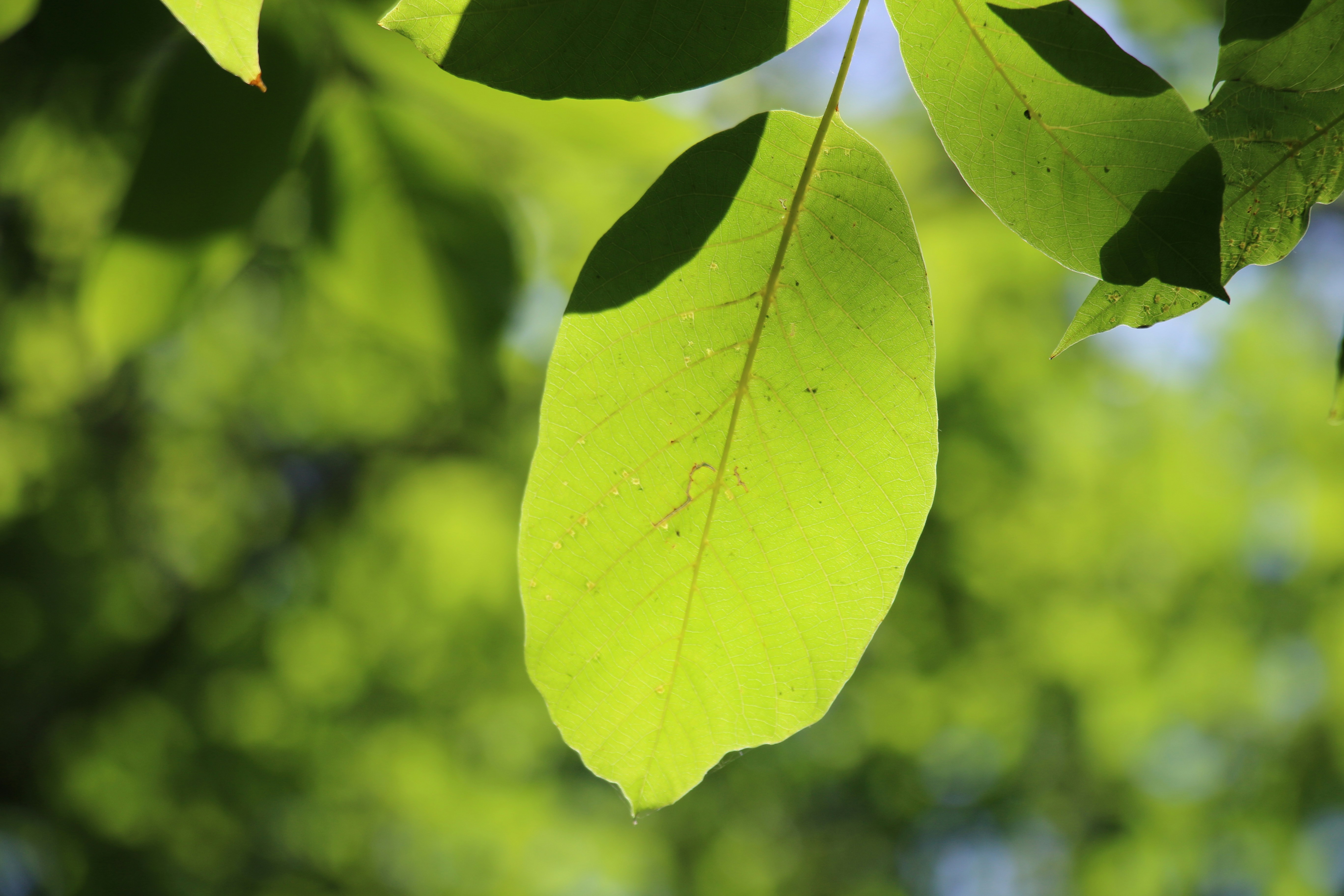 A quiet moment beneath the walnut tree—sunlight gently piercing through fresh green leaves, painting nature’s calm across the forest canopy. This close-up captures the soft dance of light and leaf in early summer. | Bright, backlit green leaves in the sunlight.