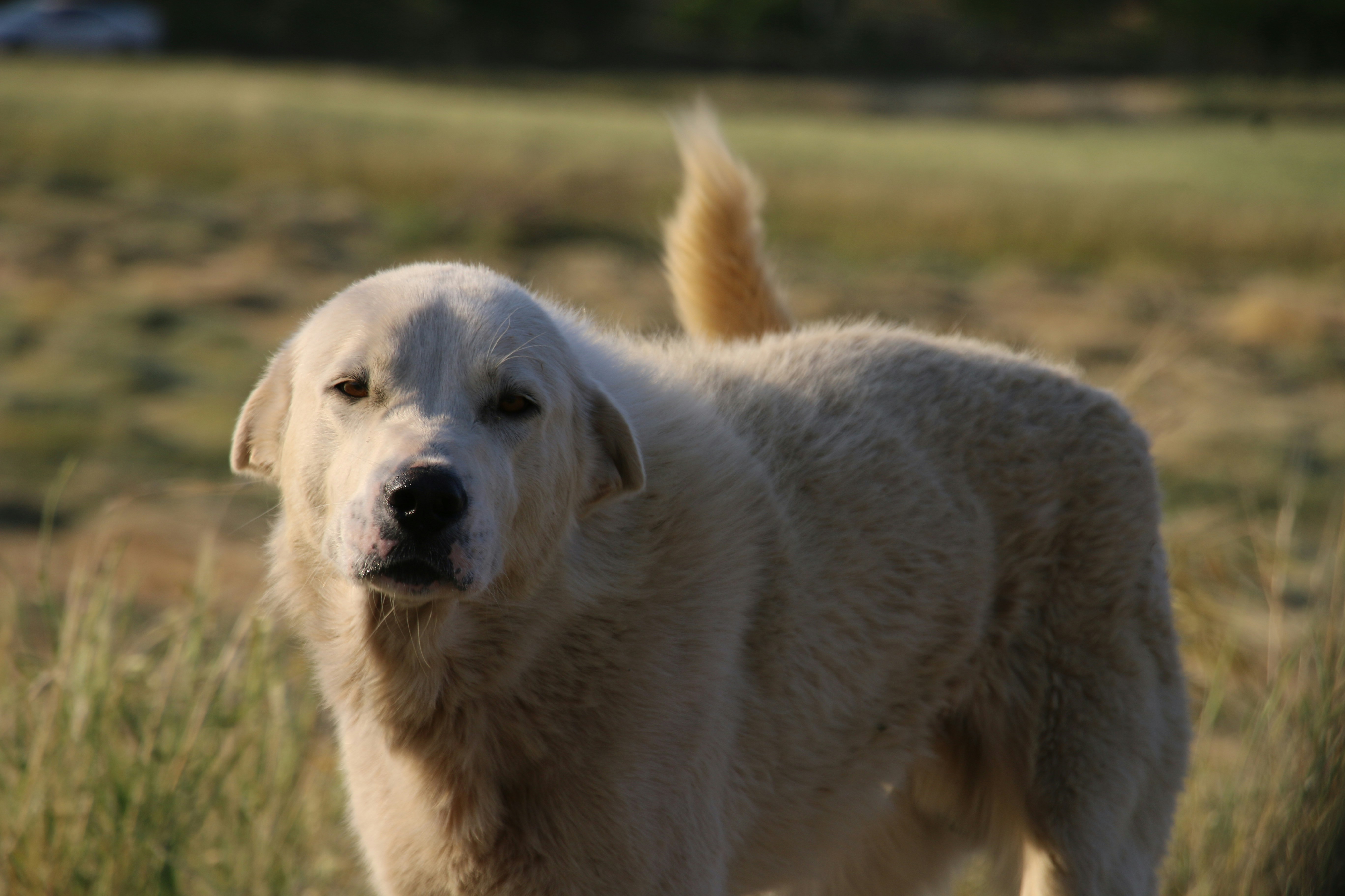 A fluffy white dog stands in a sunlit meadow, exuding a sense of calm and watchfulness.