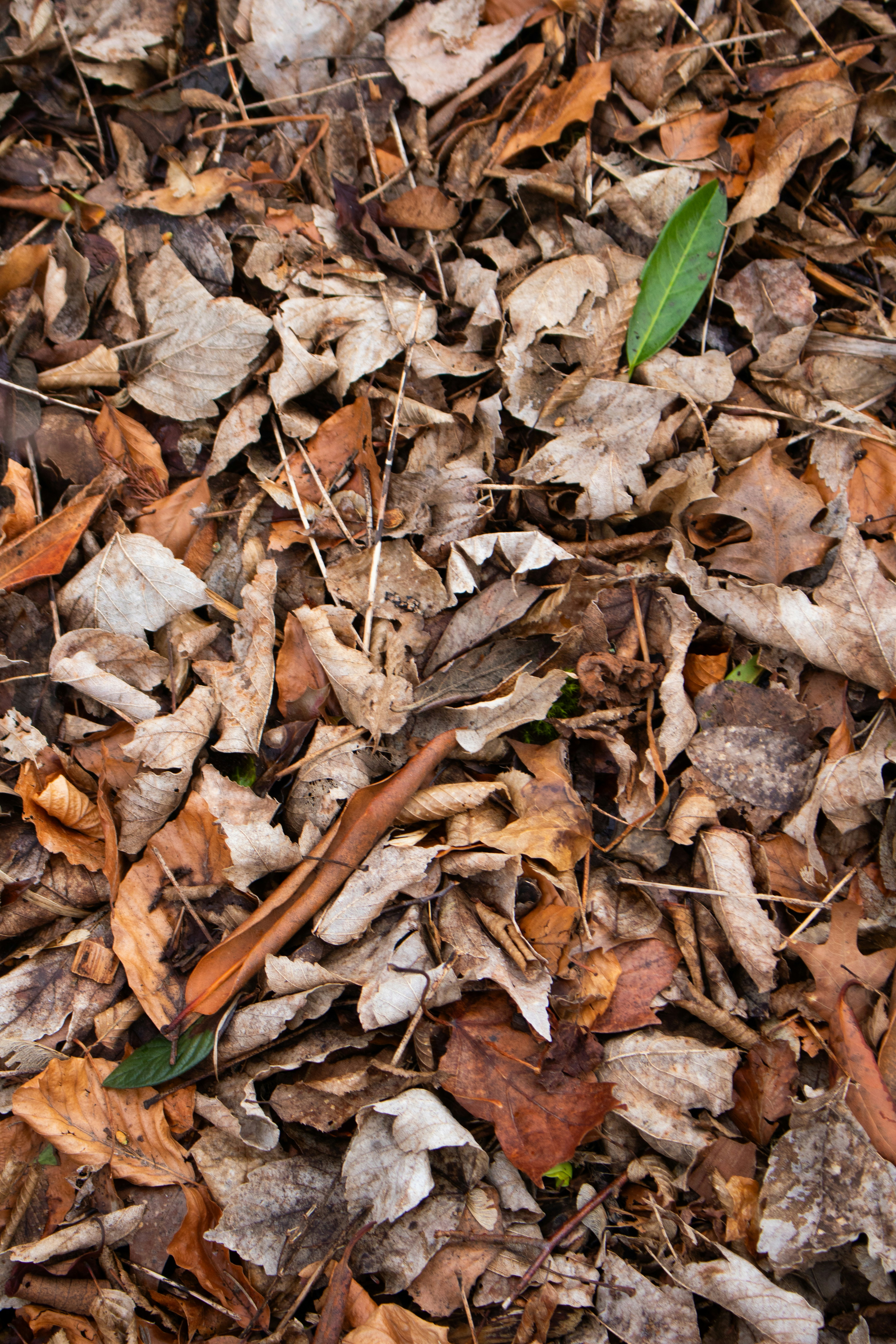 A close-up, top-down view of a dense layer of dry, fallen leaves scattered across the ground. The leaves display a variety of autumnal tones—browns, tans, faded oranges—with occasional darker patches and hints of green foliage or twigs beneath. The surface texture is crisp and uneven, emphasizing the brittle, curled edges typical of dried leaves. This natural composition reflects the seasonal transition of fall and provides rich visual texture for nature studies or background use. | Pile of brown leaves covers the forest floor.