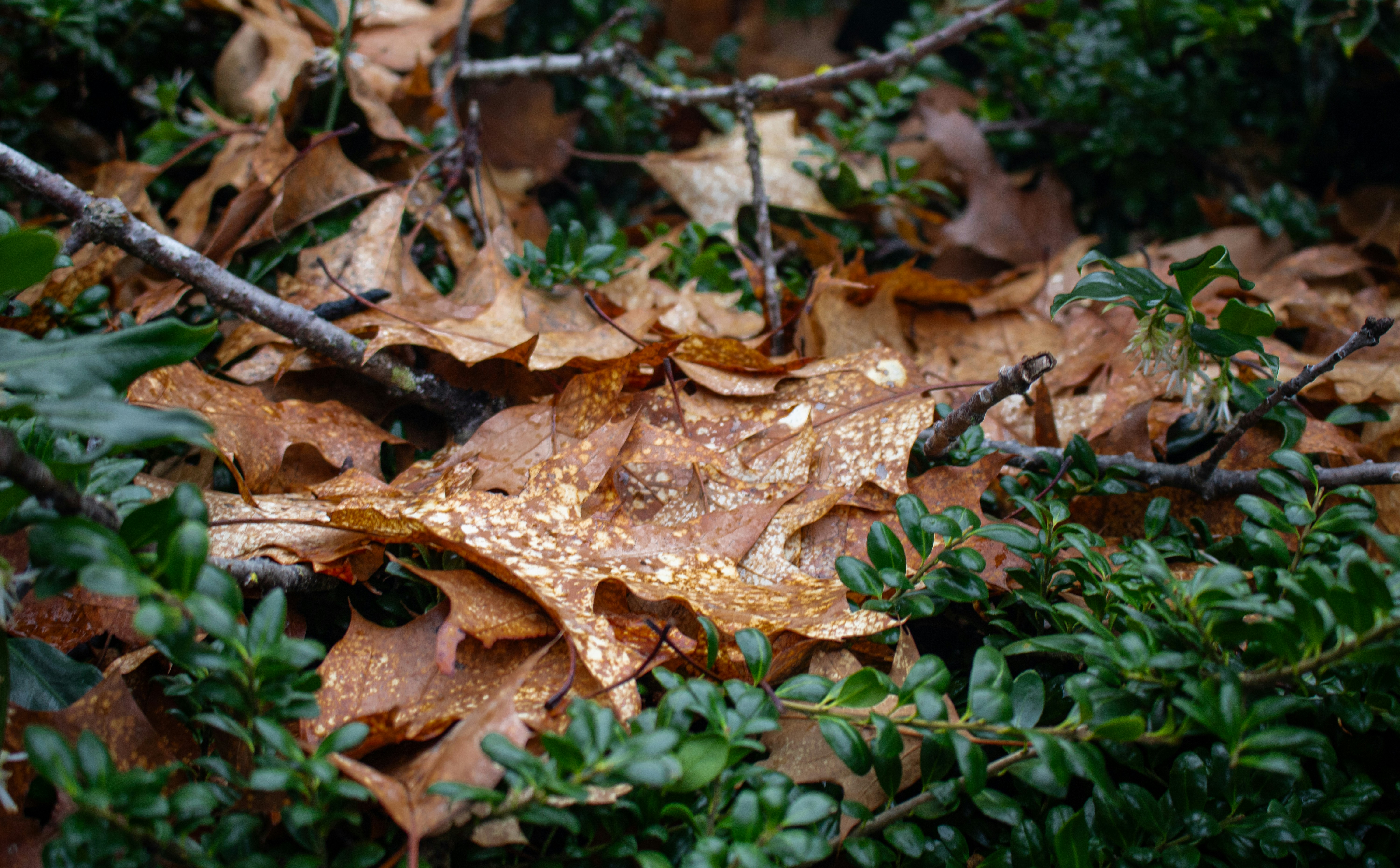 Nature's Tapestry: The Art of Decay