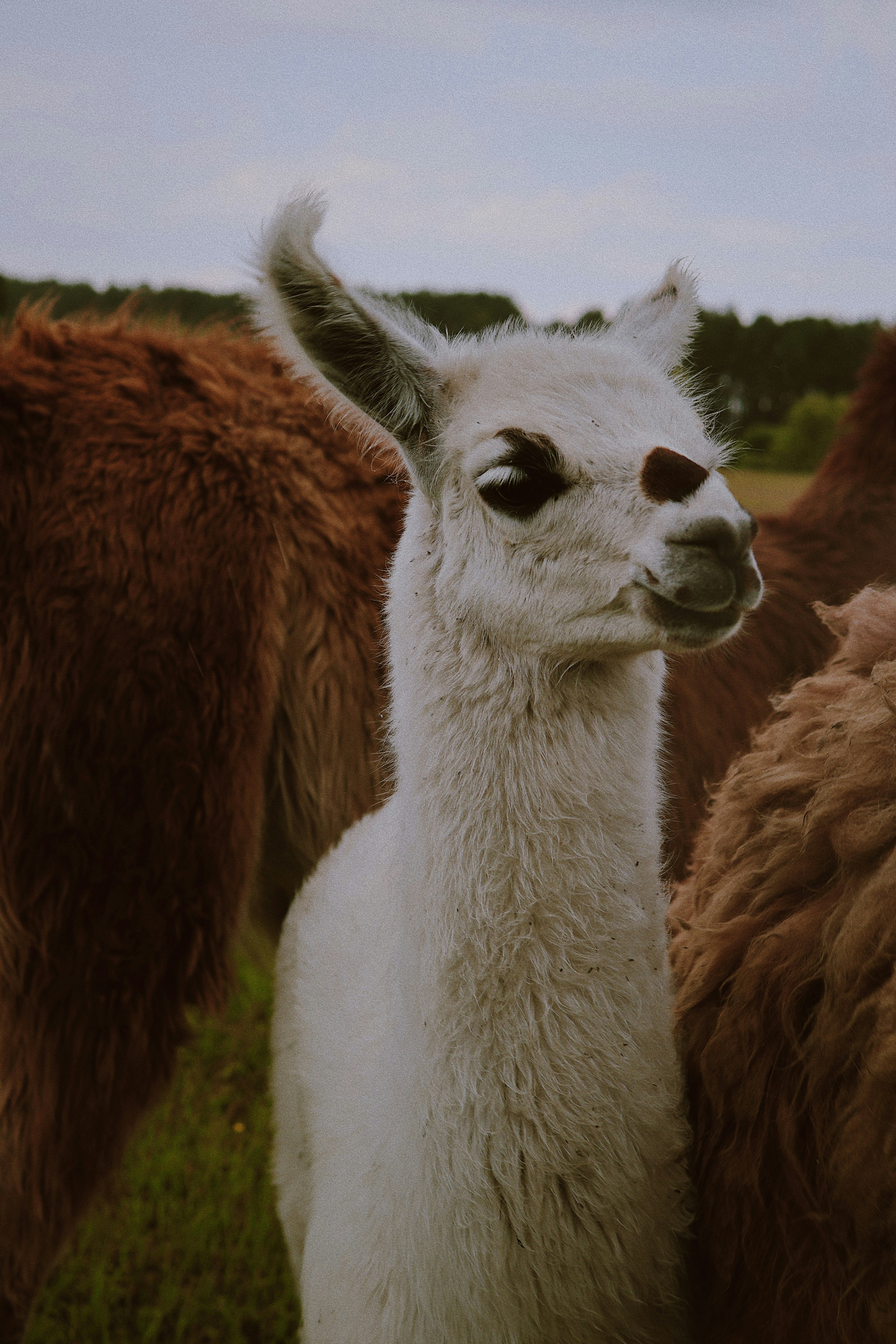 Whimsical Whispers of the Alpaca