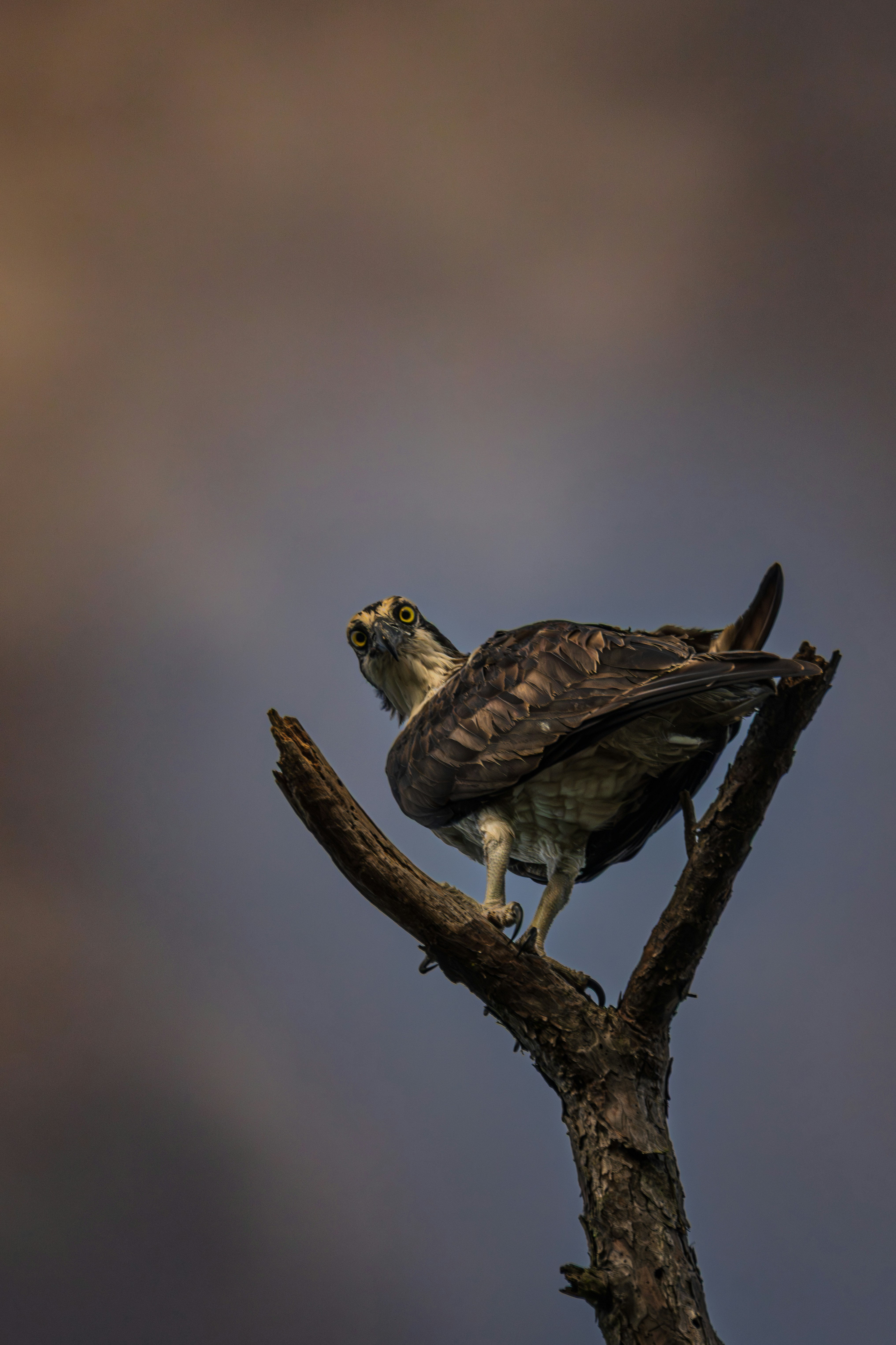 The Watchful Sentinel