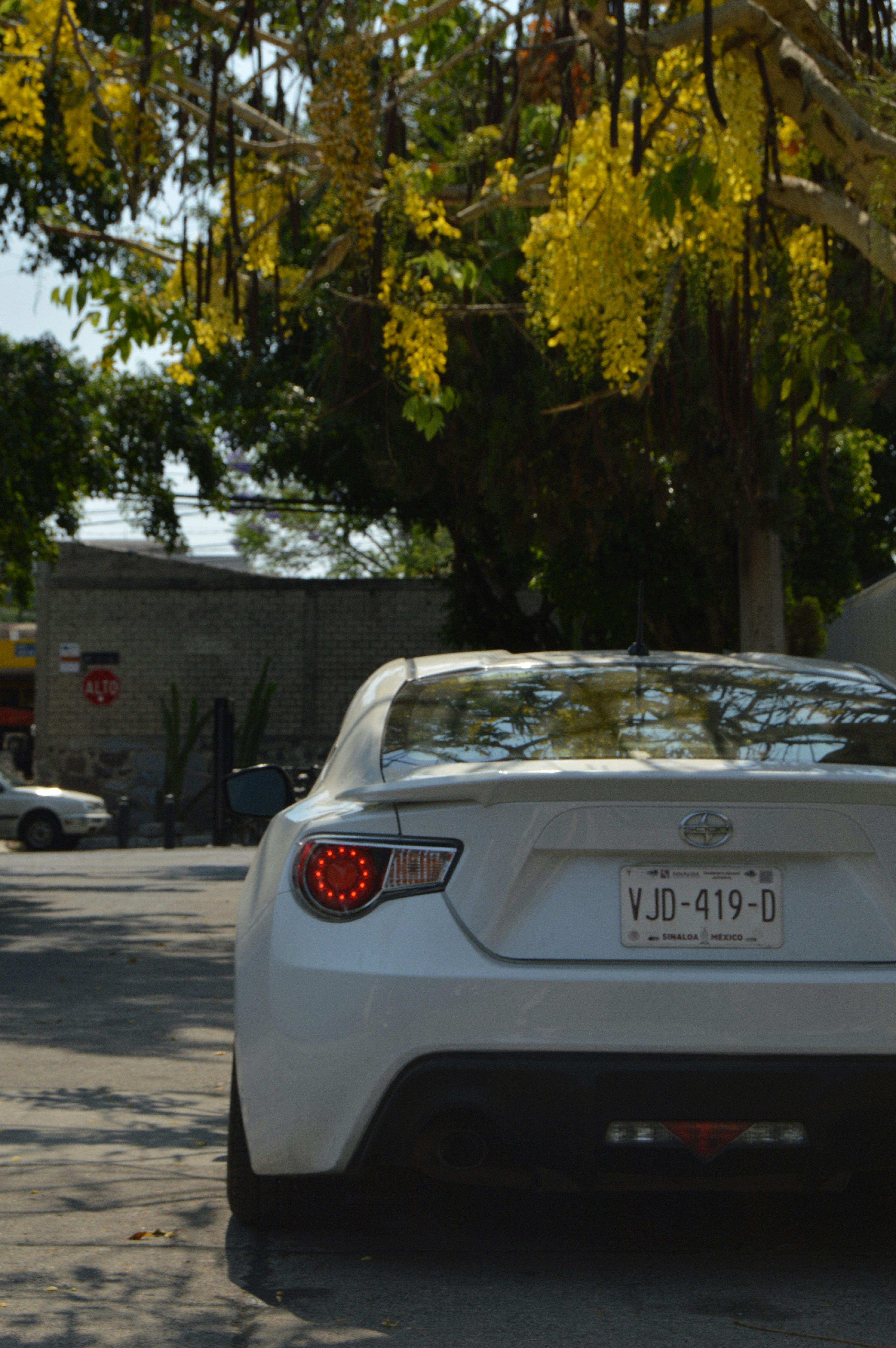 Under Golden Canopy: A White Sedan Framed by Hanging Blooms