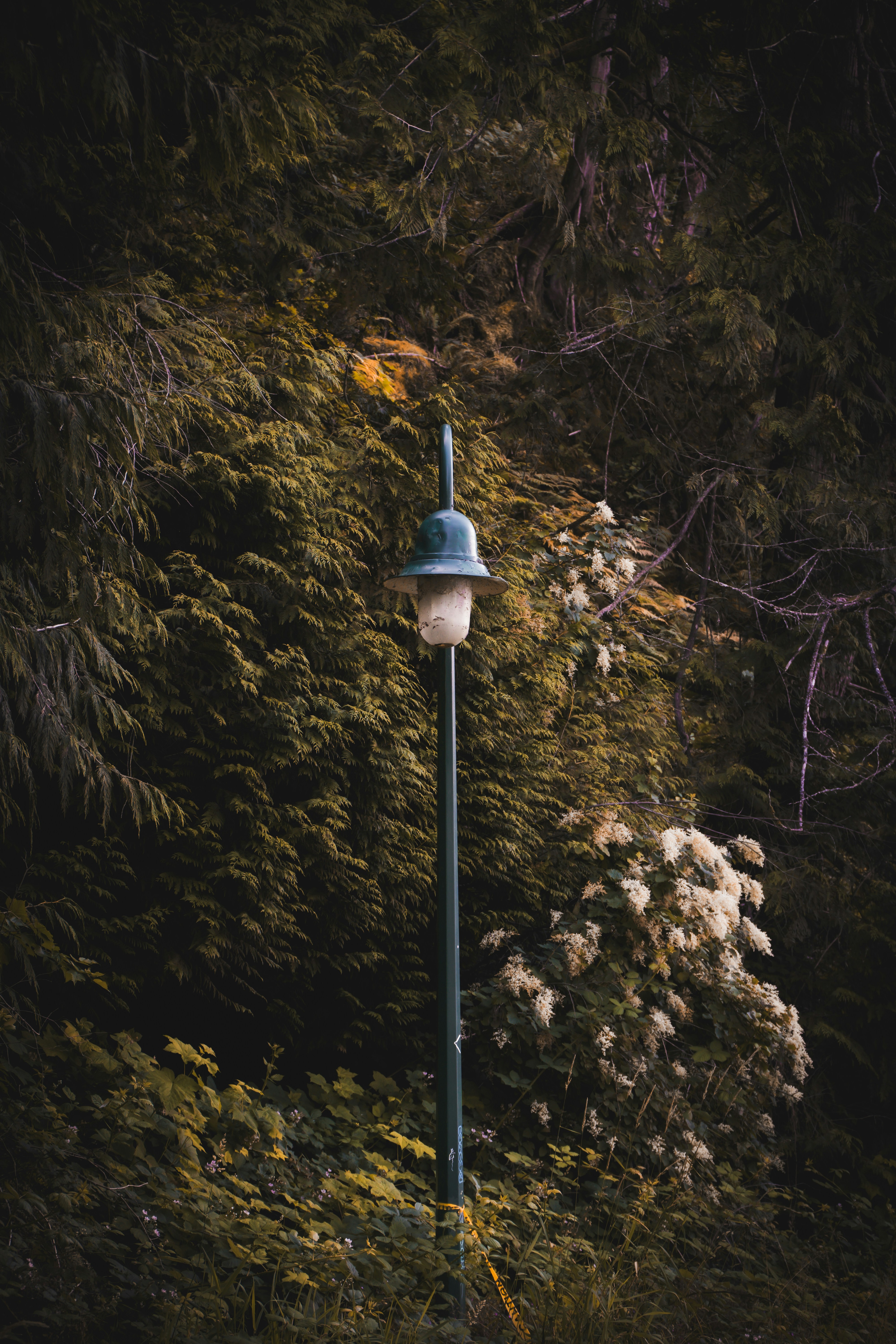 Whispers of Solitude: A Lantern's Embrace
