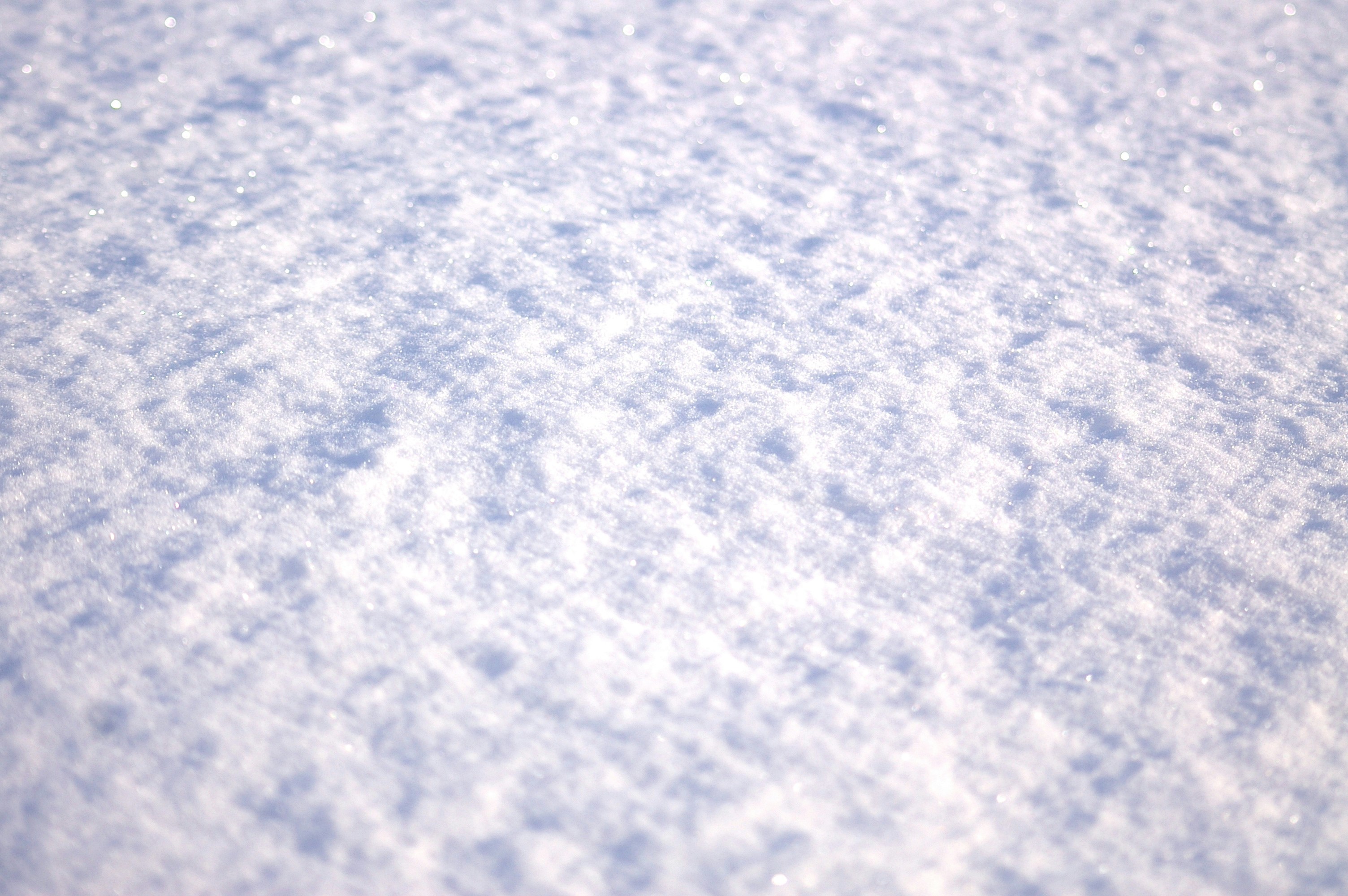 Fresh, white snow covers the ground.