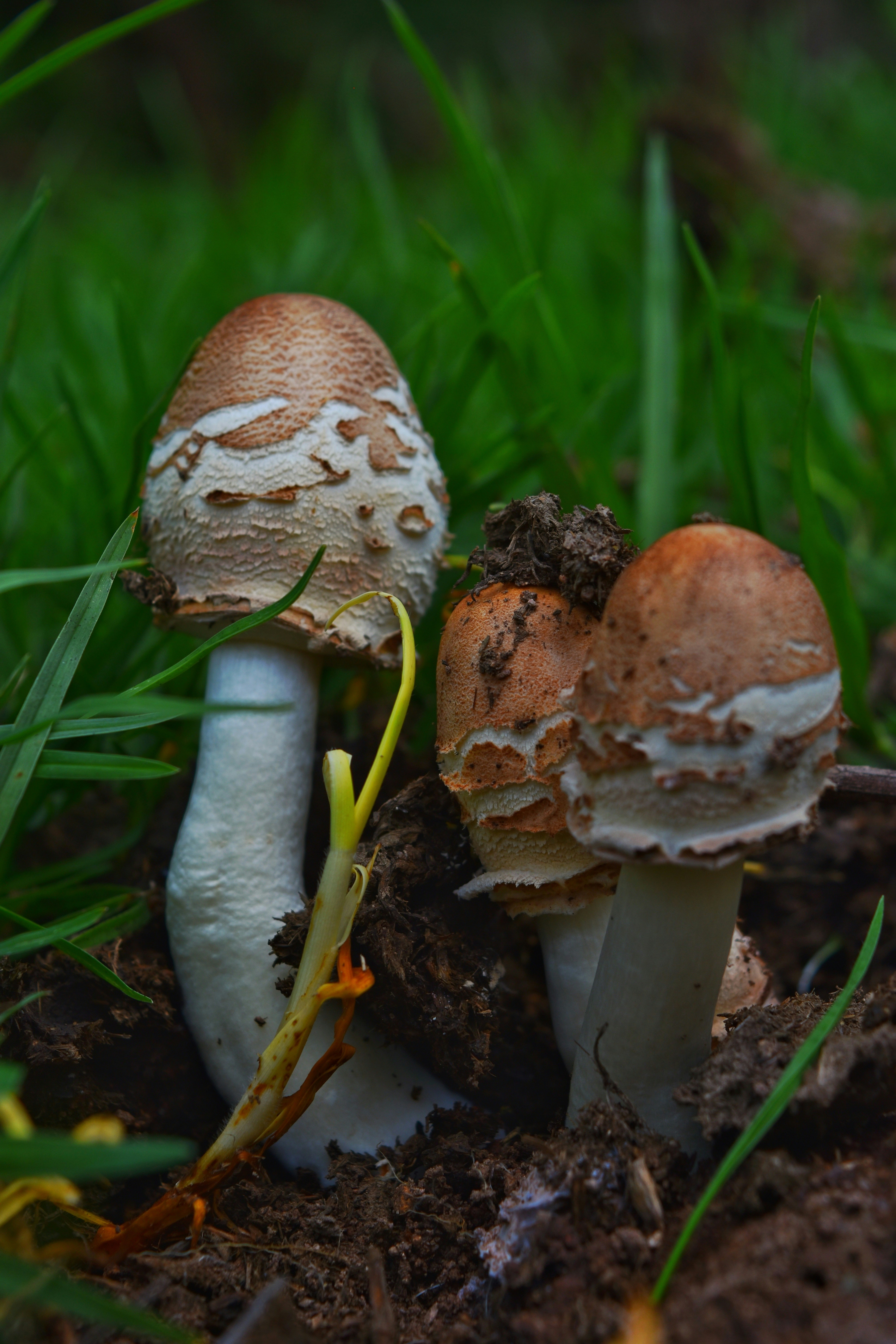Nature's Delicate Sculptures: A Fungal Ensemble