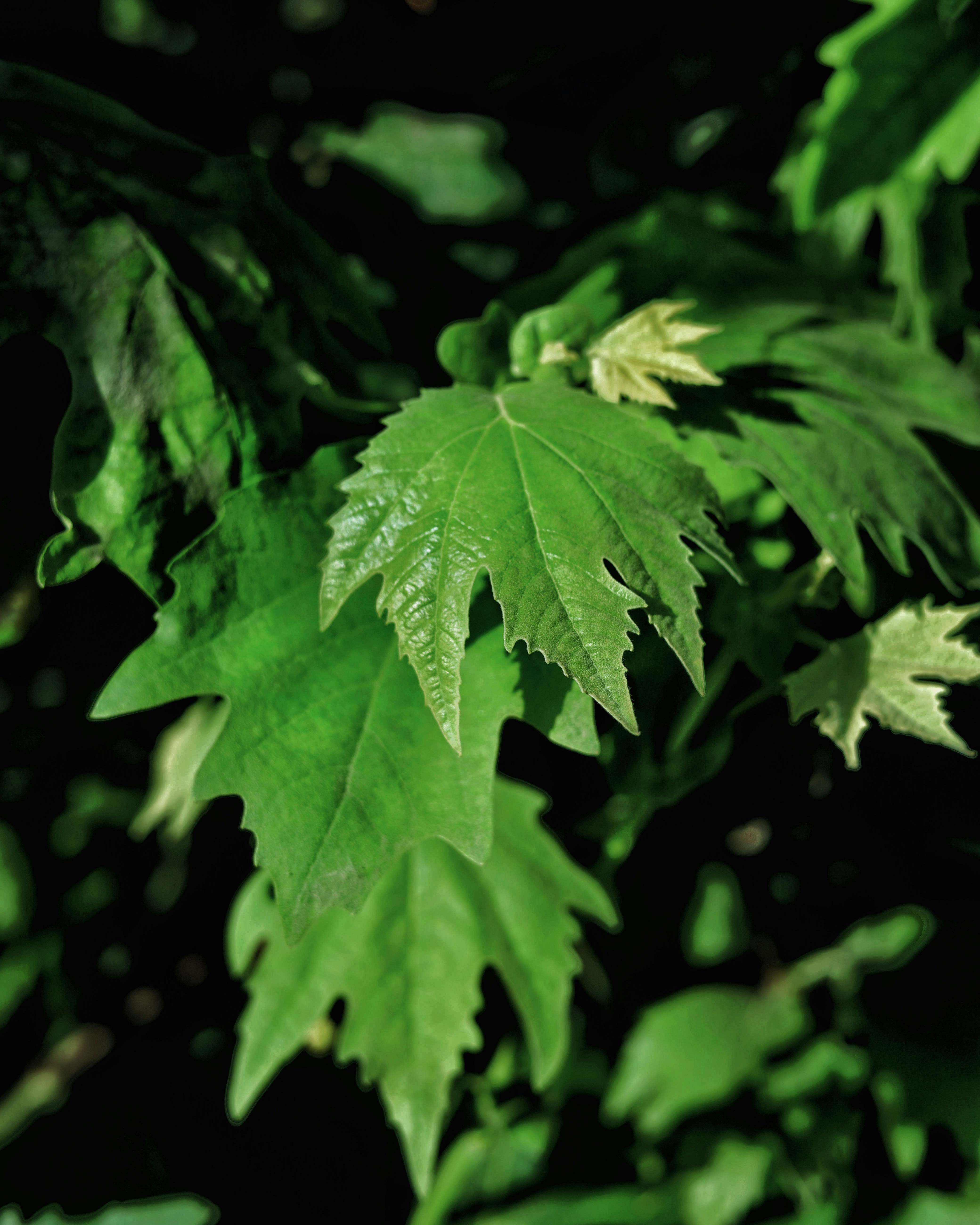 Verdant Symphony: A Study of Leaf Textures