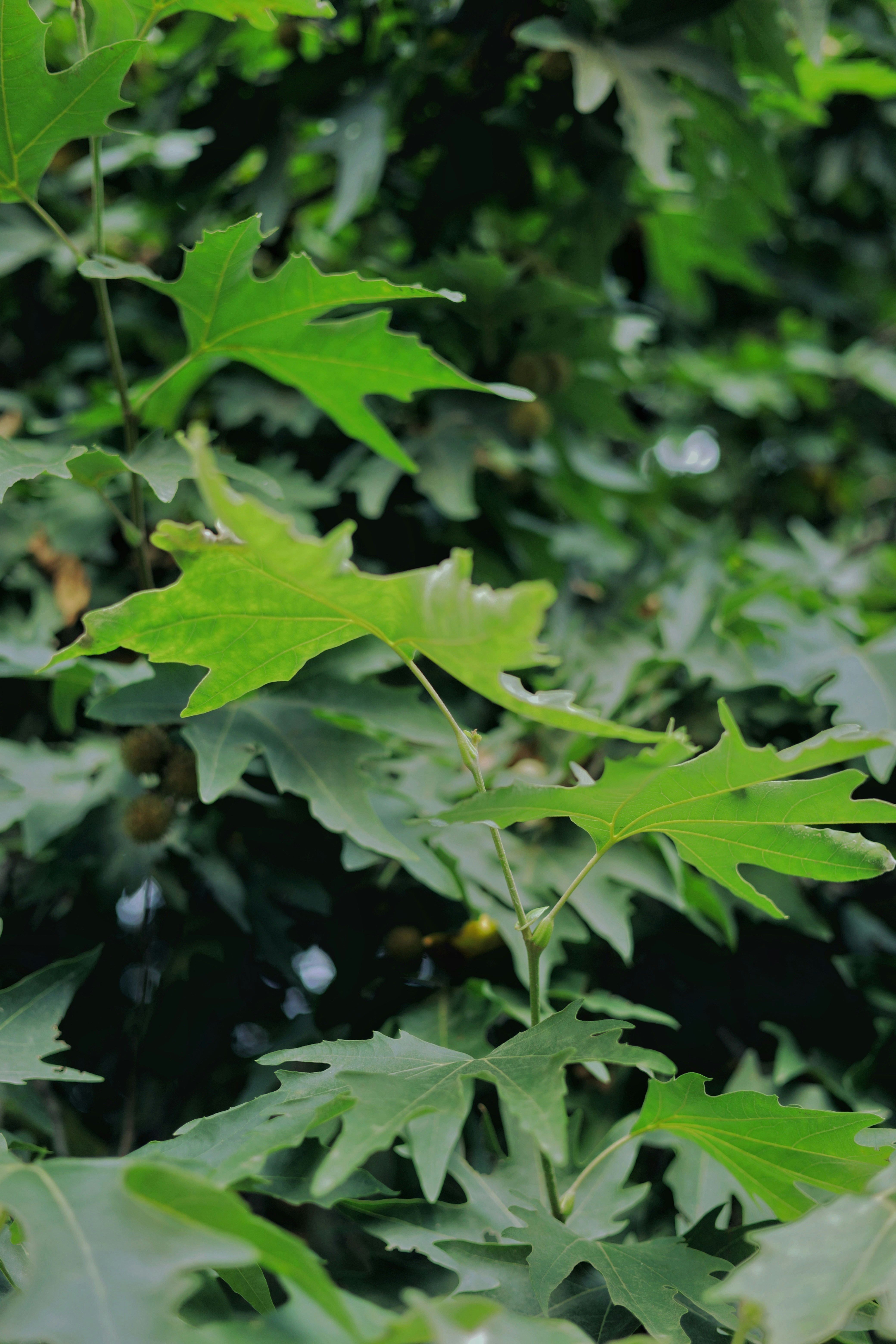 Photo by Amaan Abid with Canon EOS RP