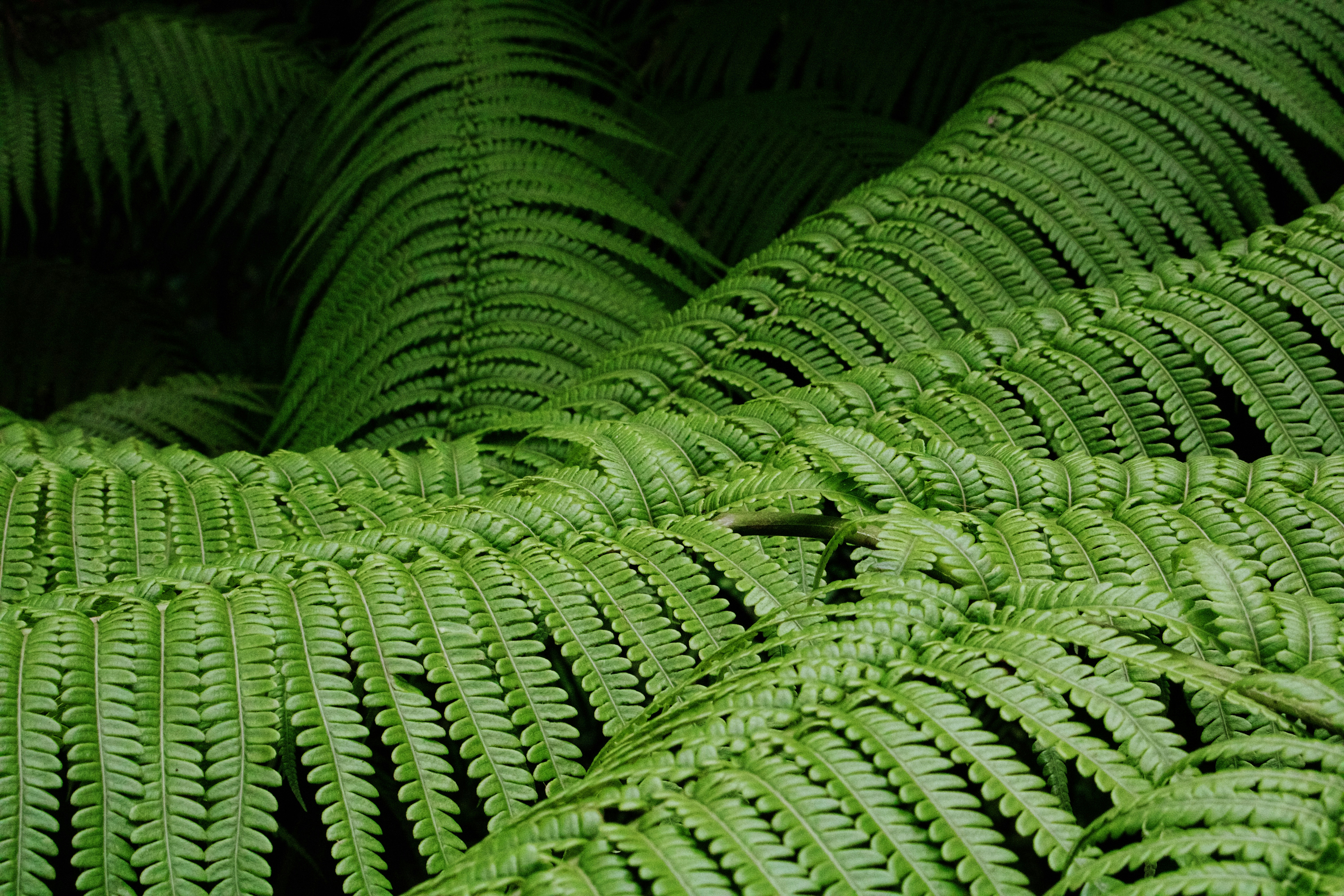 Lush green ferns create a textured pattern, showcasing the intricate details of their leaves. The dense foliage evokes a sense of tranquility.