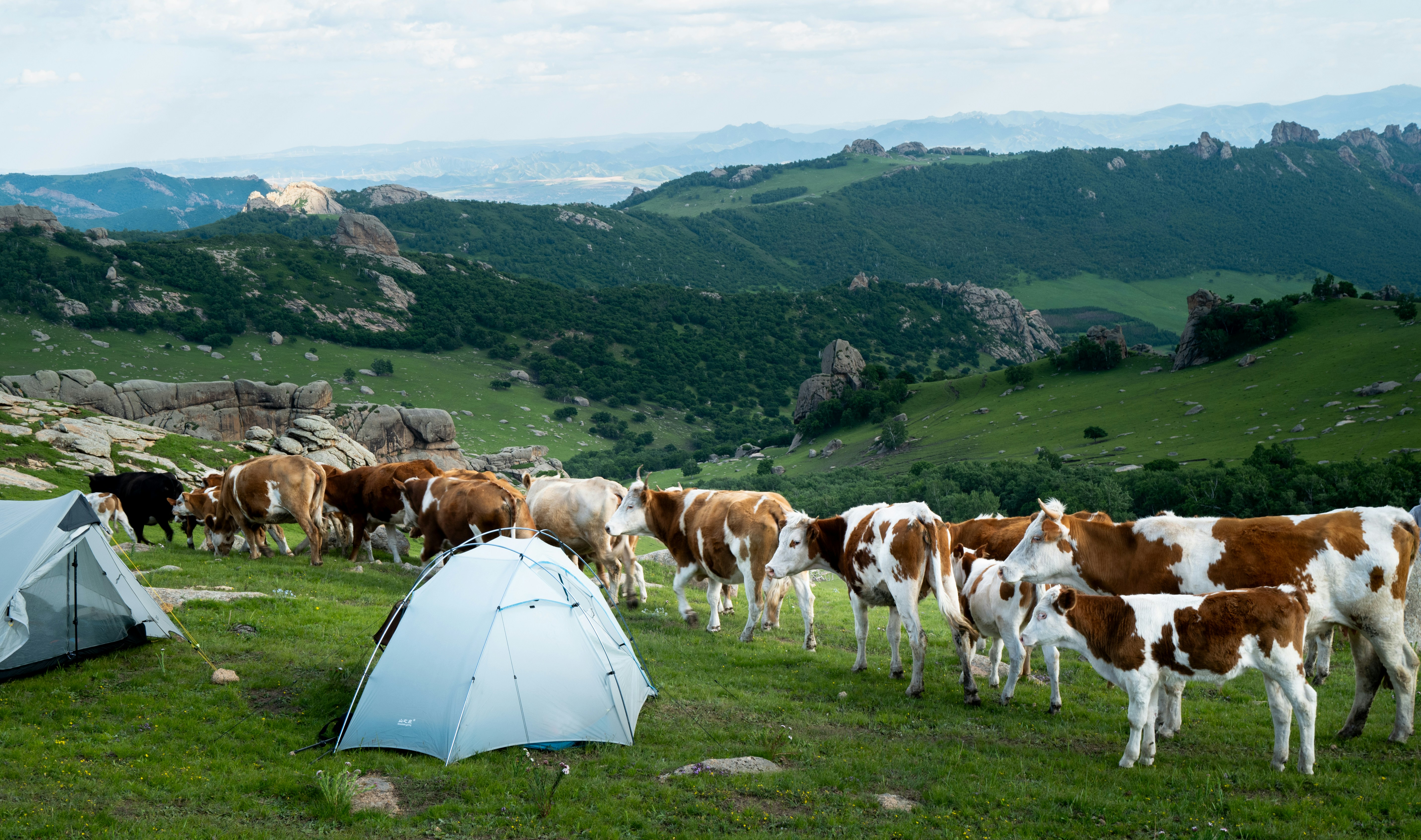 Pasture Chorus under Granite Peaks: Cattle and Tents in an Alpine Glade