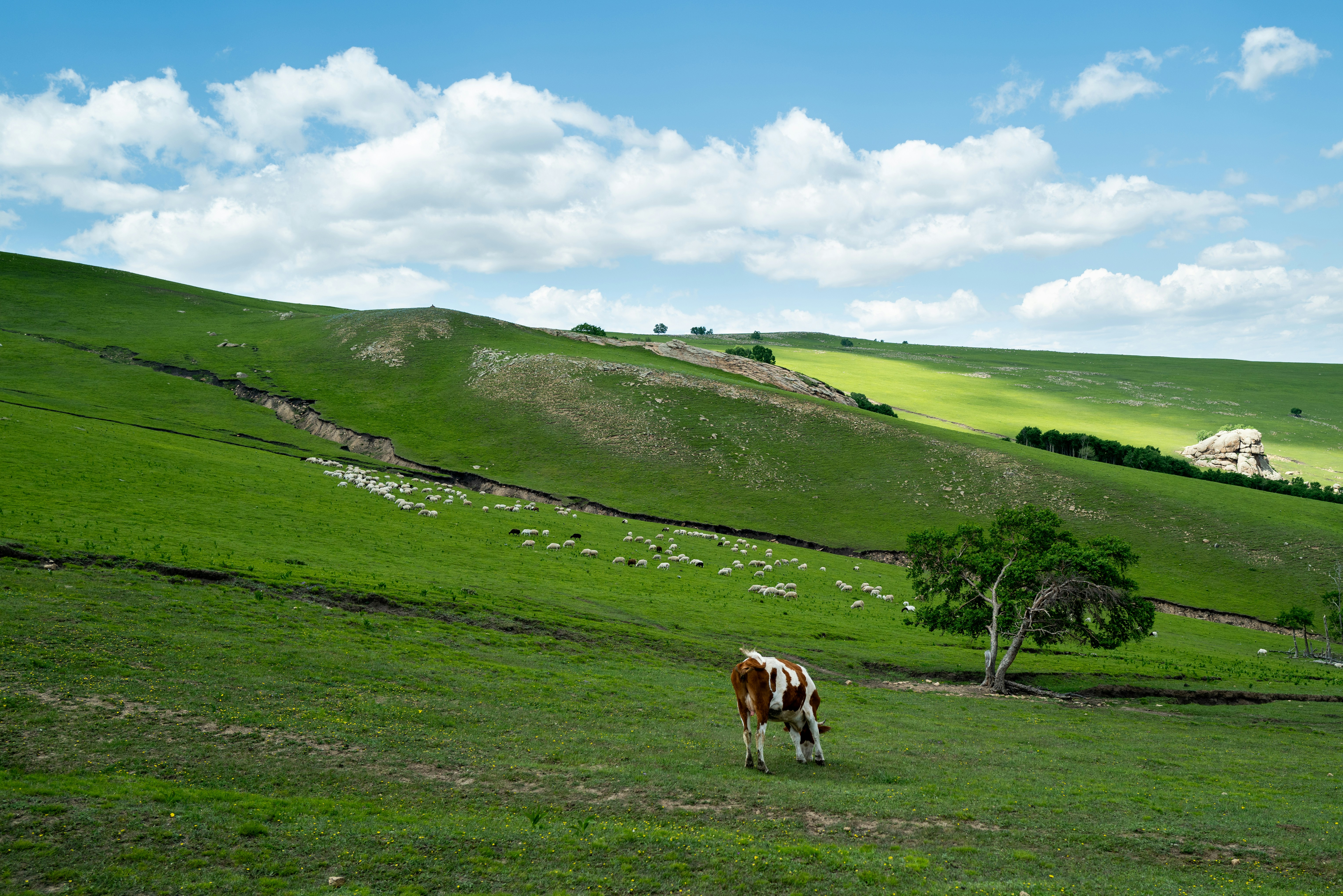 Serenity on the Pastoral Hills