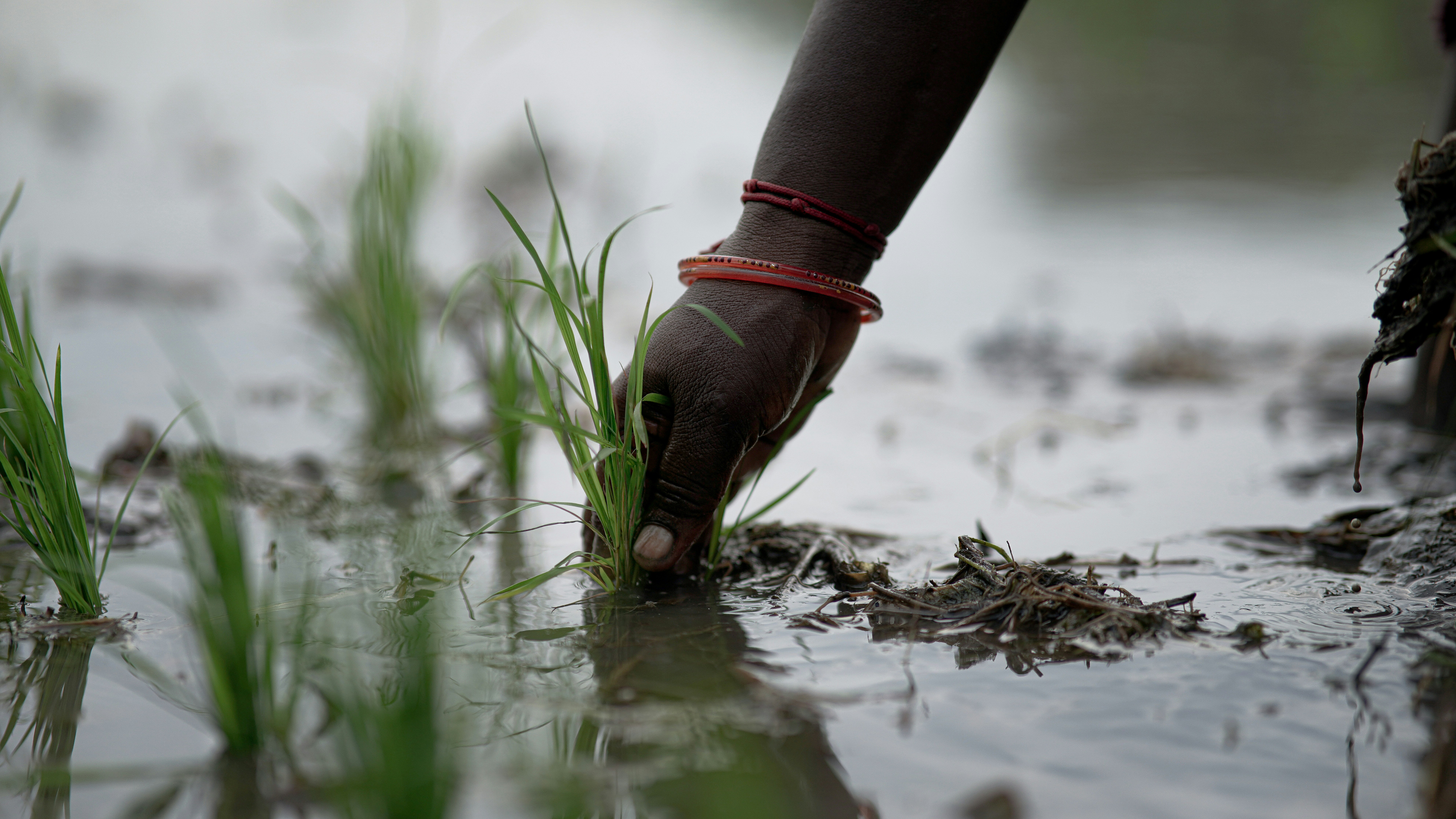 A hand plants rice seedlings in muddy water. photo – Free Wallpaper ...