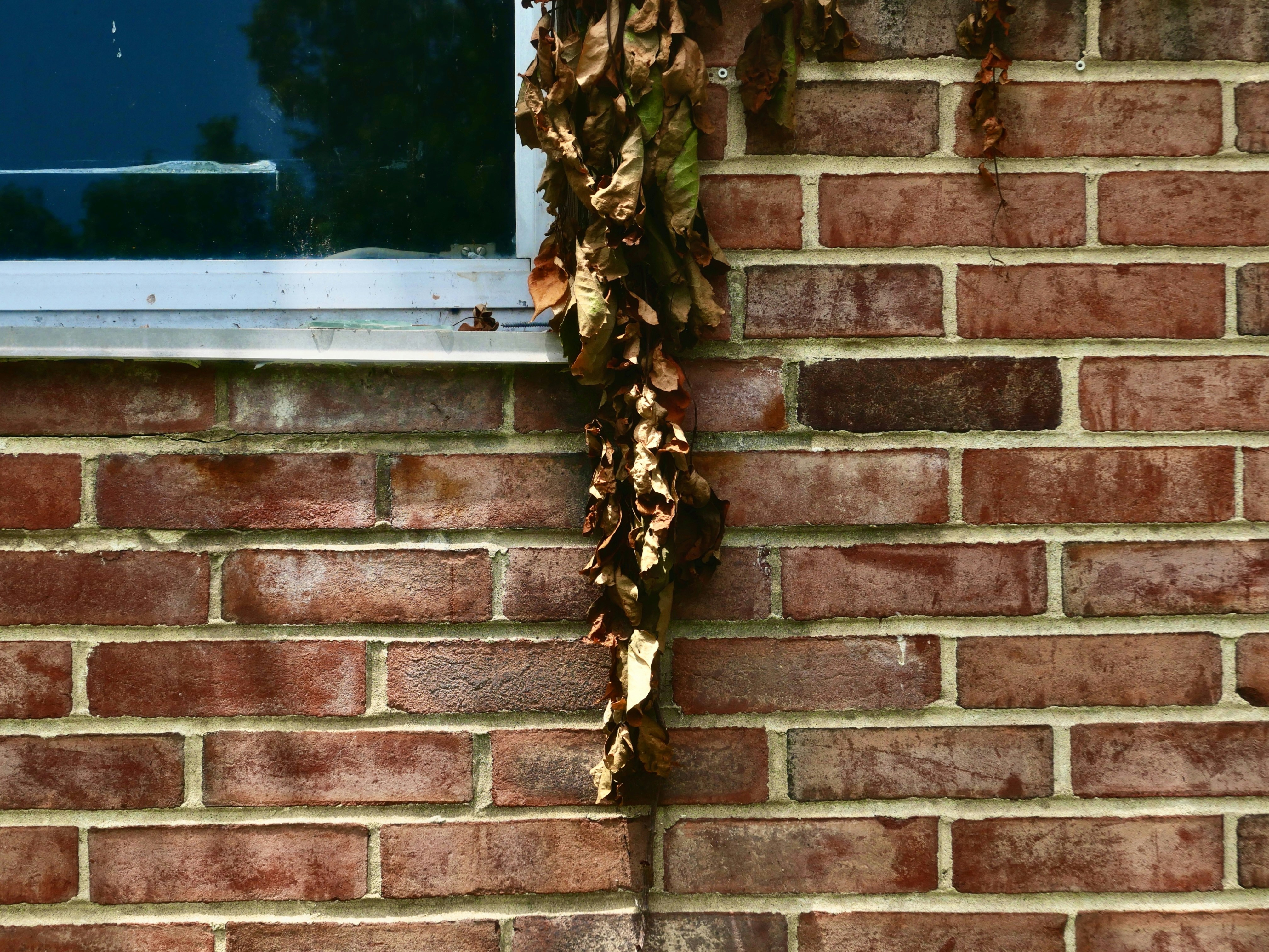 Vertical Vein of Autumn: Dried Leaves Cling to a Brick Wall by a Window