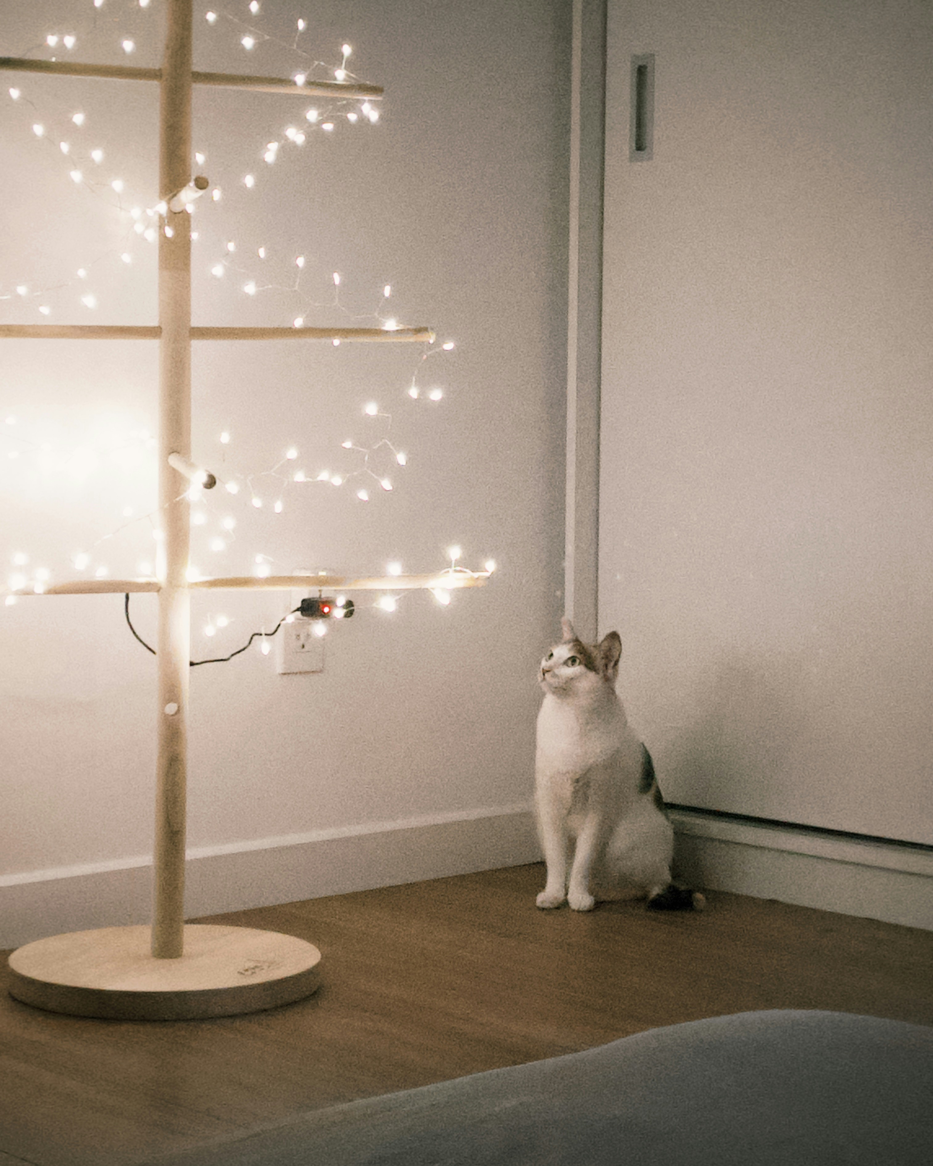 Soft-glow vigil: a curious cat beside a string-lit wooden tree
