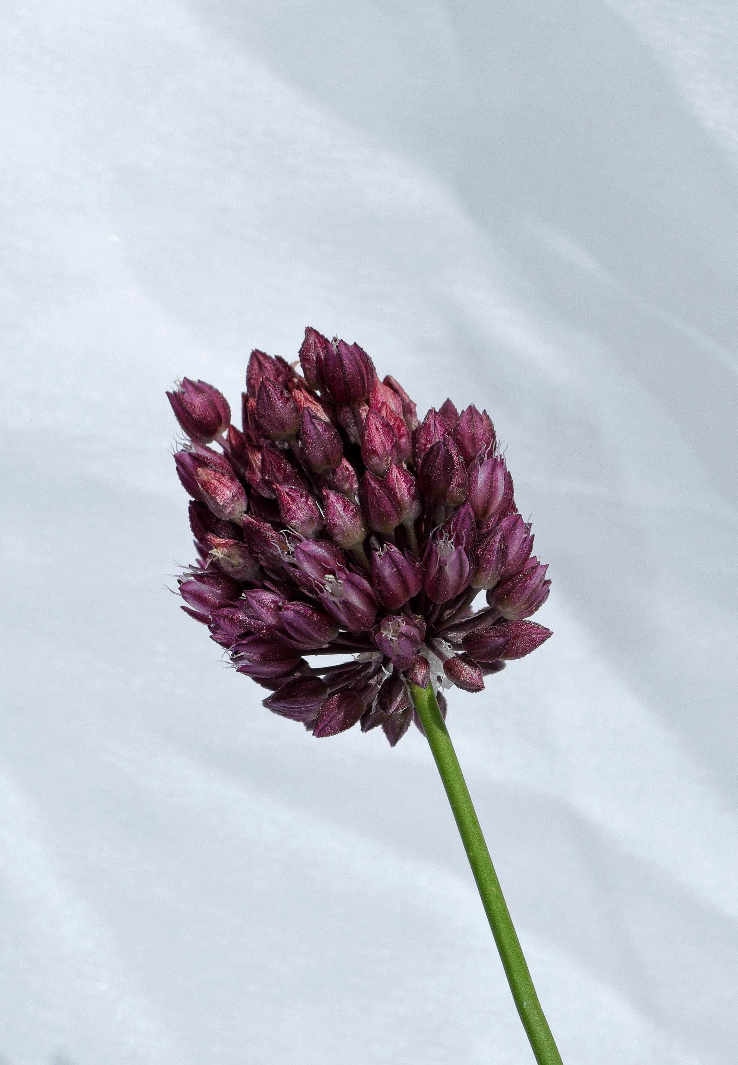 Whispers of the Violet Blossom