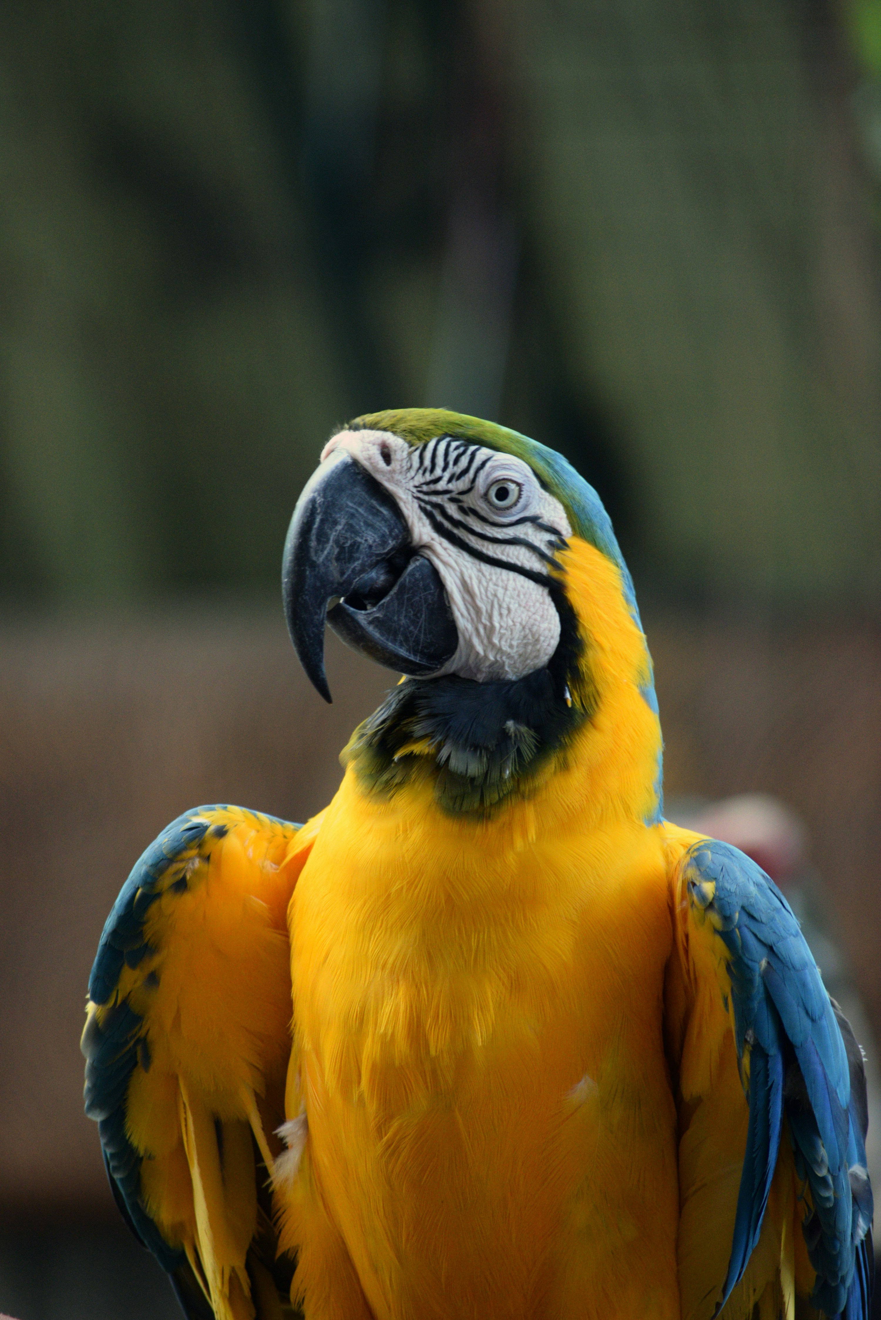 A Feathered Monarch in Vibrant Attire