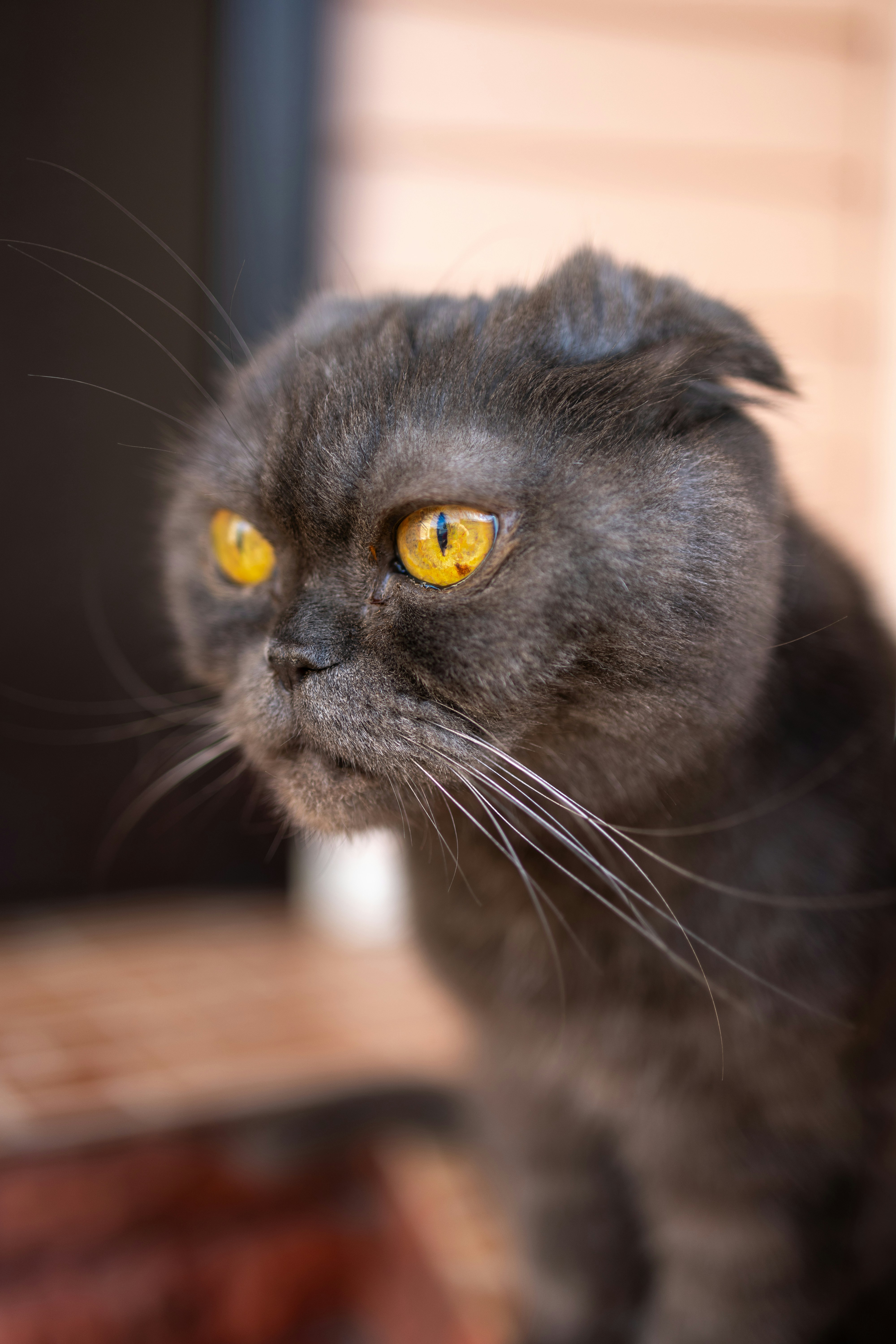 Golden Gaze: A Brittle Moment with a Black Cat