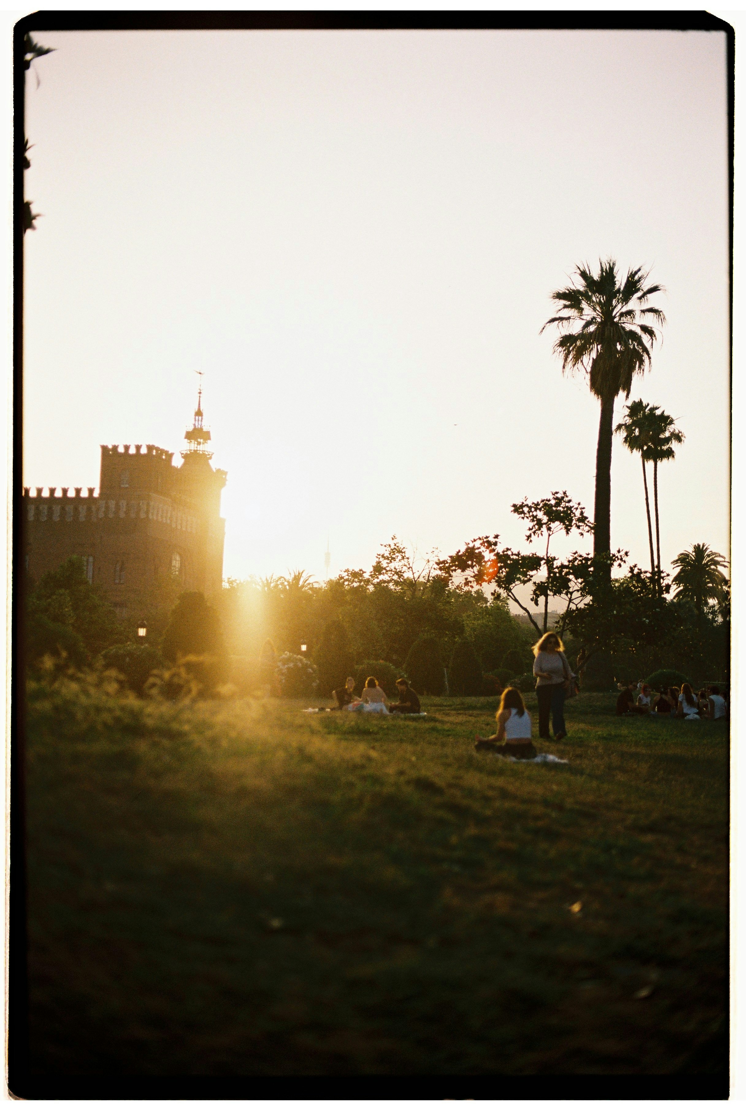 Golden Hour Over Castle Park: Palm Silhouettes and a Gentle Sunflare