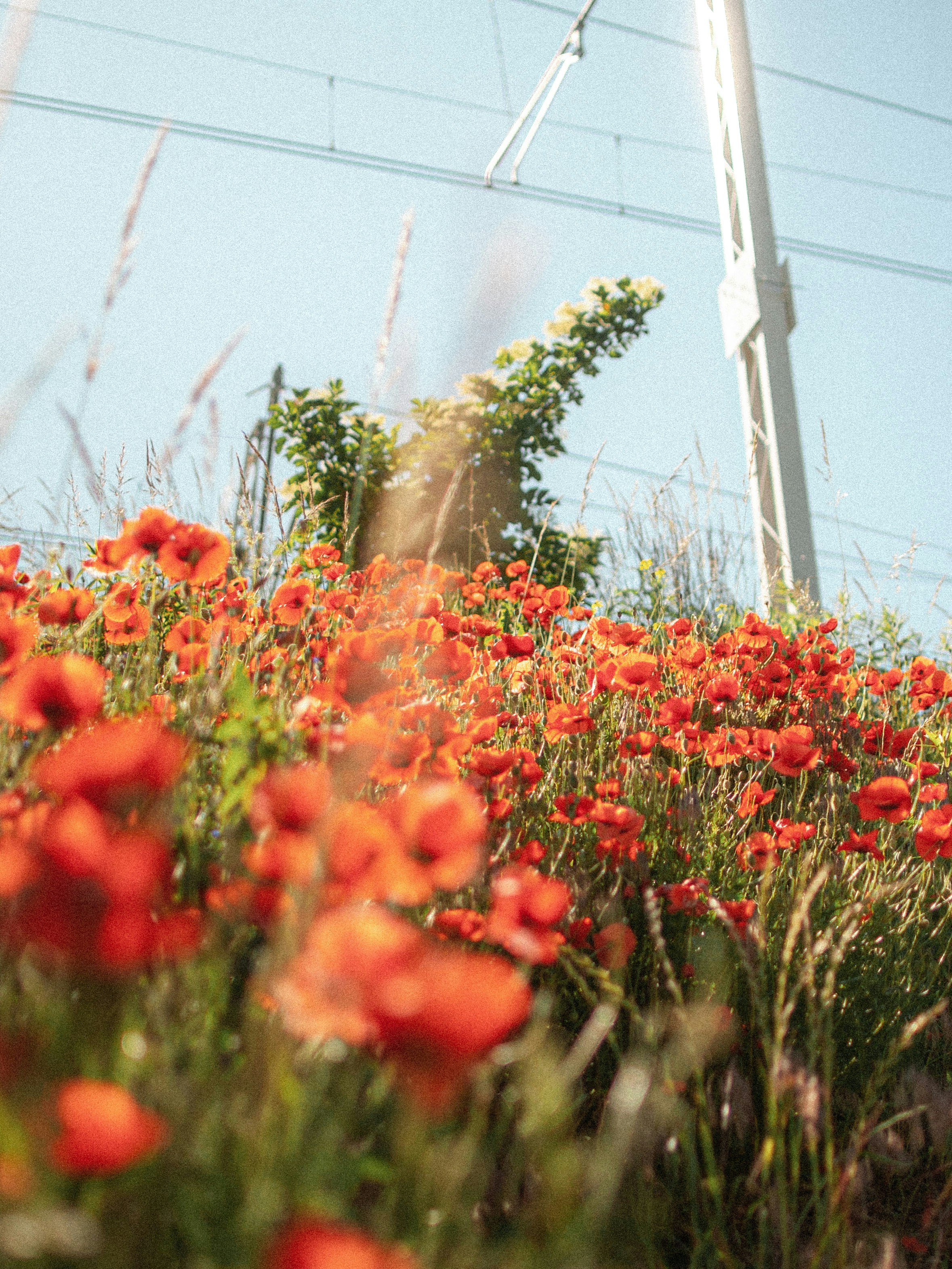 Field of bright red poppies swaying gently in the breeze, contrasting with a distant utility pole and clear blue sky.