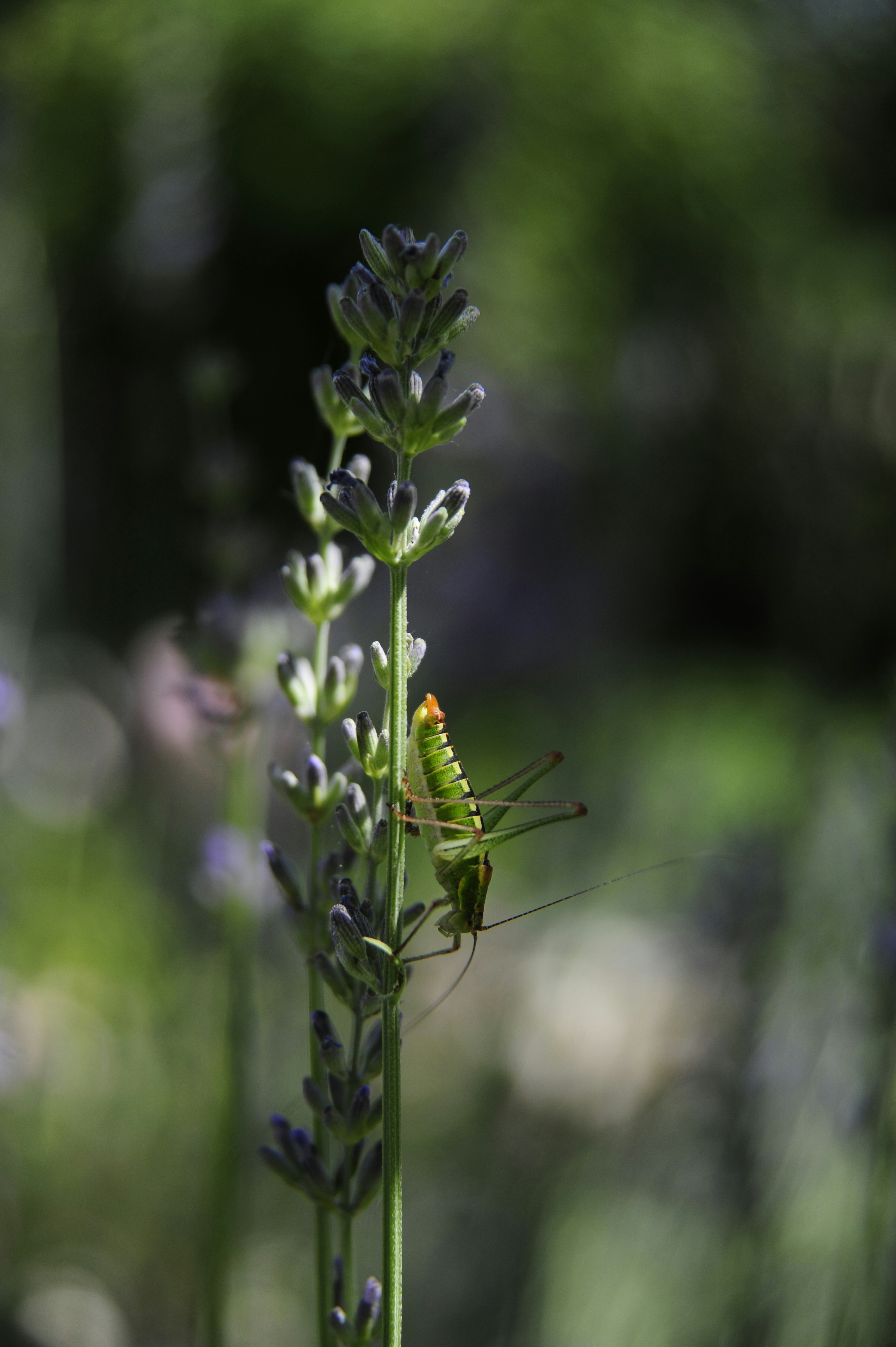 grasshopper on Lavender | A grasshopper rests on a lavender plant.