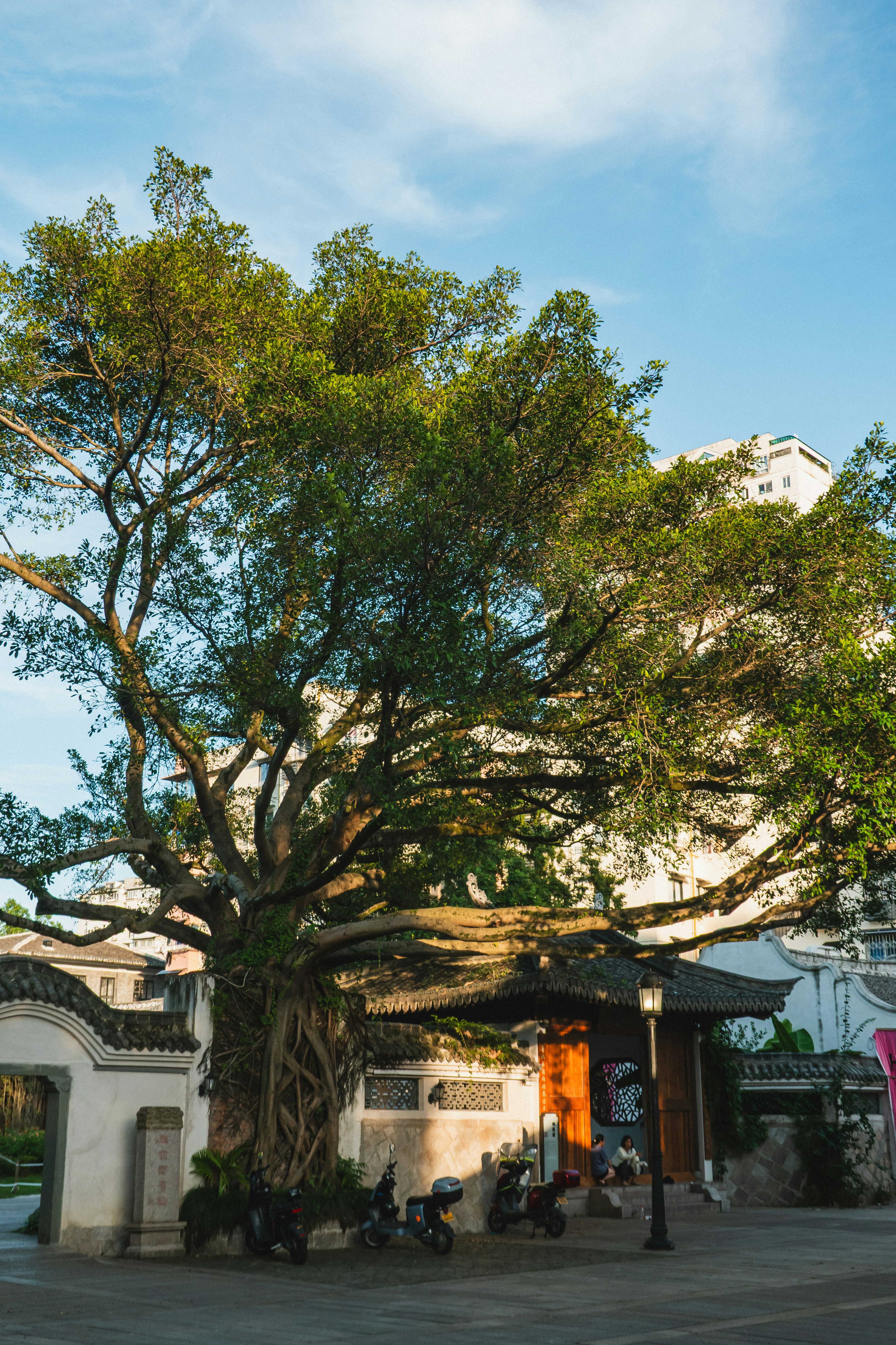 A sprawling tree provides a lush canopy over a traditional entrance, blending nature with architecture in a vibrant urban setting.
