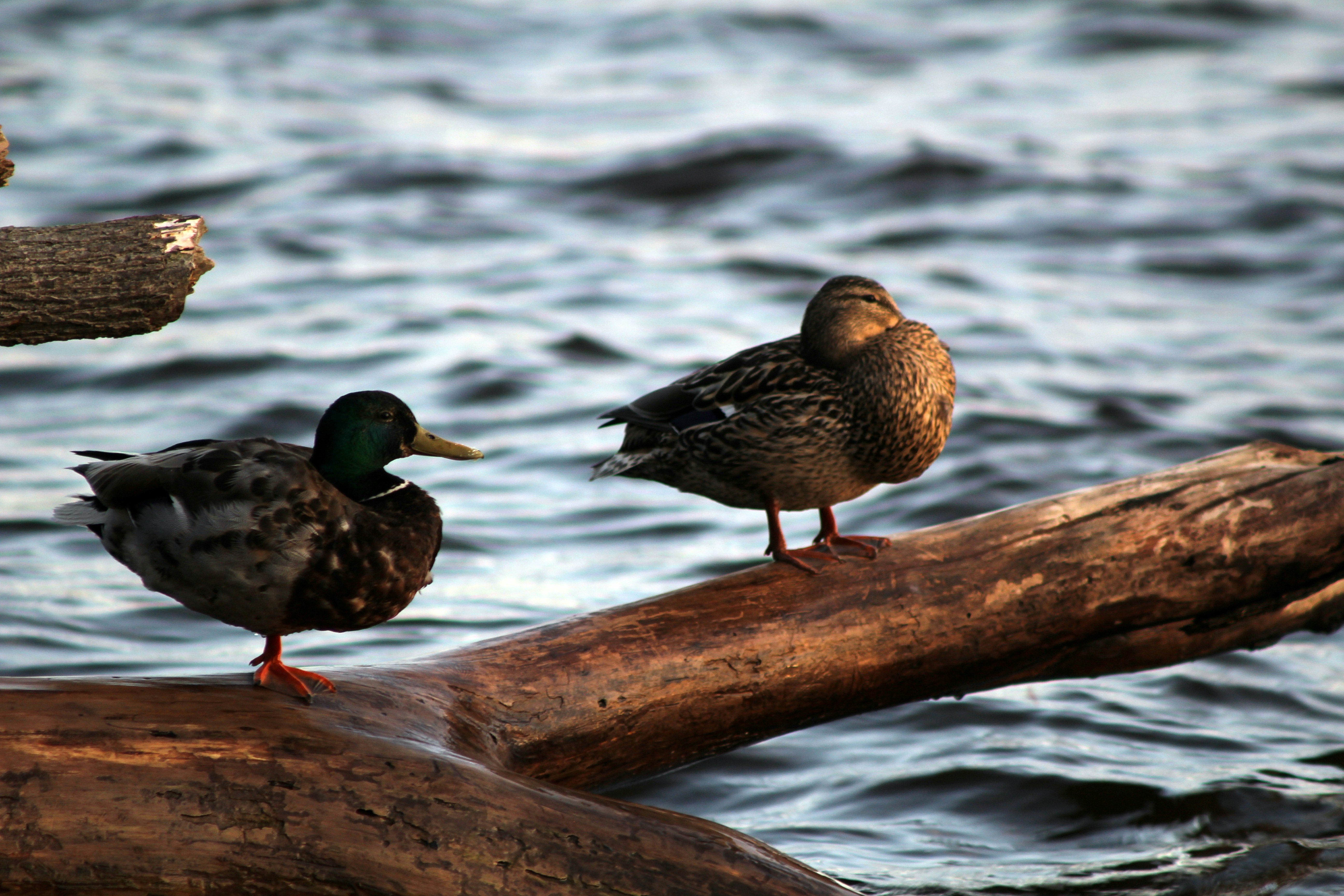 Serenity on the Water's Edge