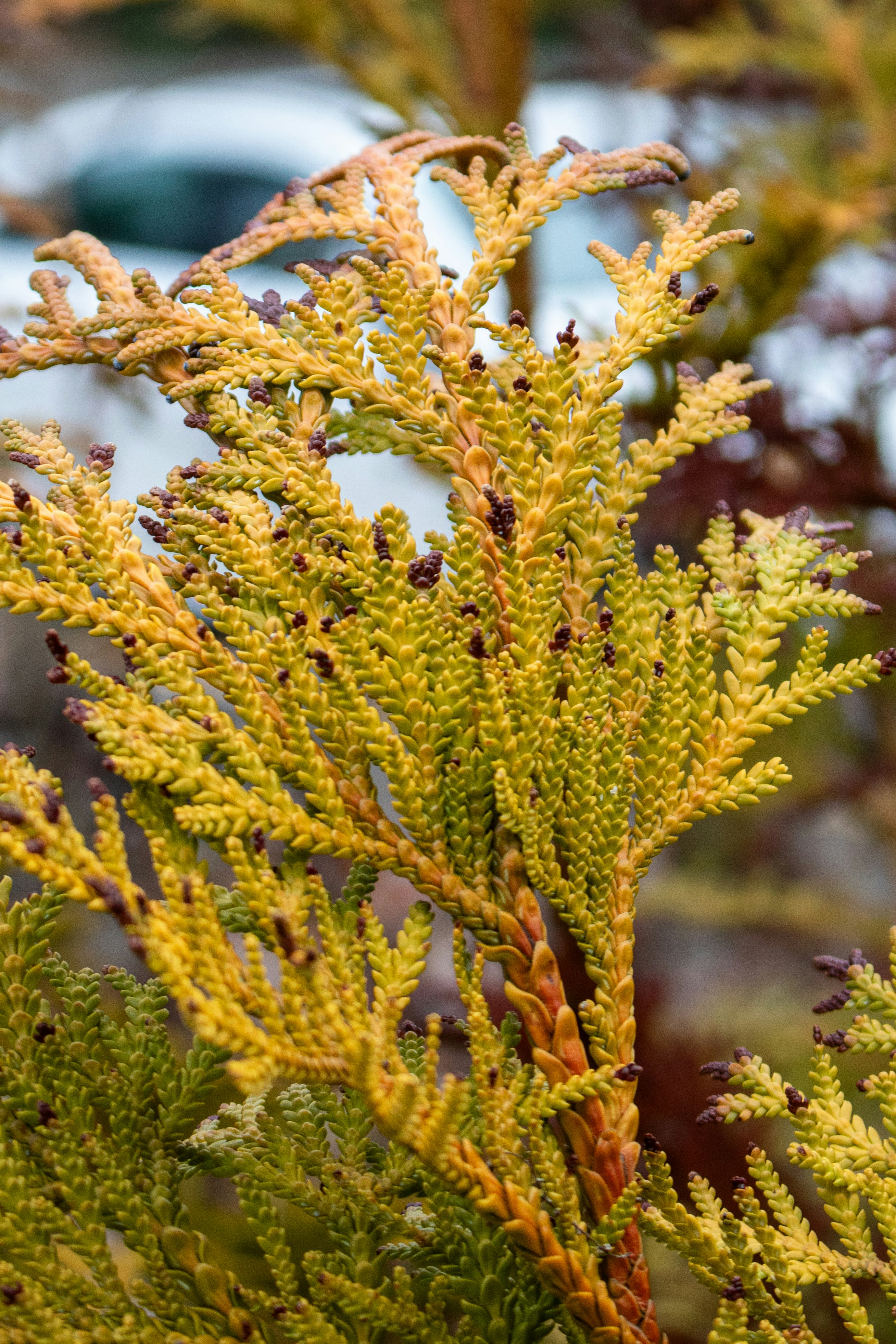 A close-up of the foliage of Thuja plicata '4EVER' (Forever Goldy Arborvitae), an evergreen conifer known for its striking golden-yellow leaves. Thuja are small to large evergreen trees with flattened branchlets. The leaves are arranged in flattened fan shaped groupings with resin-glands, and oppositely grouped in 4 ranks. The mature leaves are different from younger leaves, with those on larger branchlets having sharp, erect, free apices. The leaves on flattened lateral branchlets are crowded into appressed groups and scale-like and the lateral pairs are keeled.