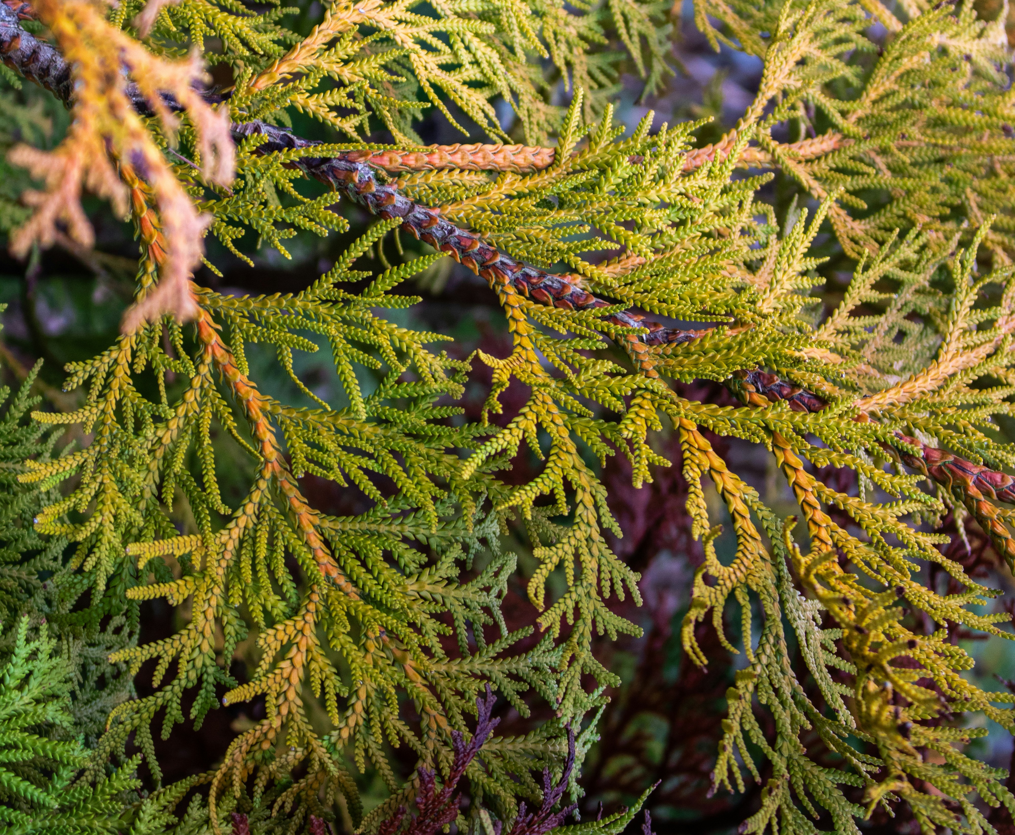Nature's Intricate Tapestry